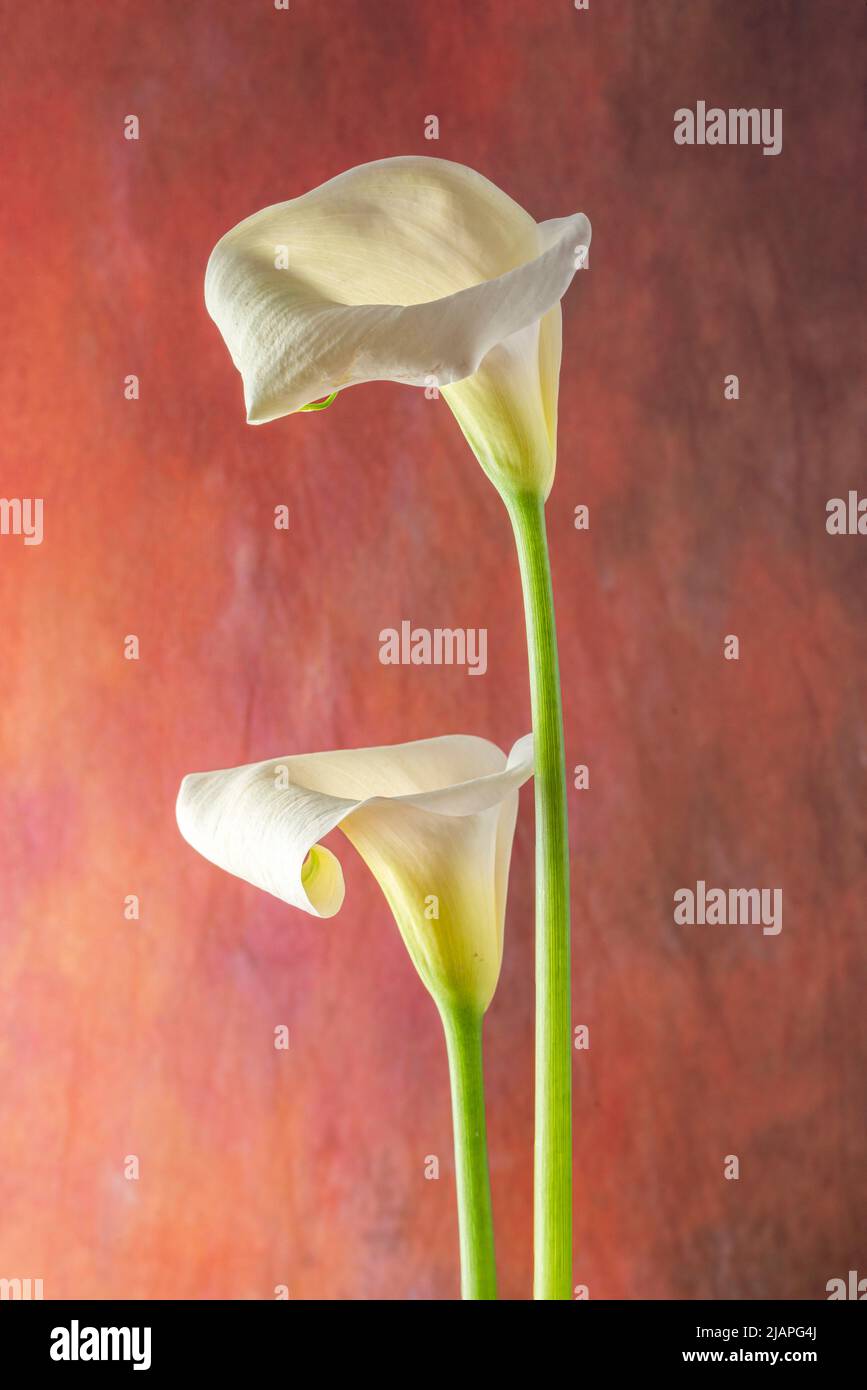 Calla flower or Lilies isolated on a rusty background Stock Photo - Alamy