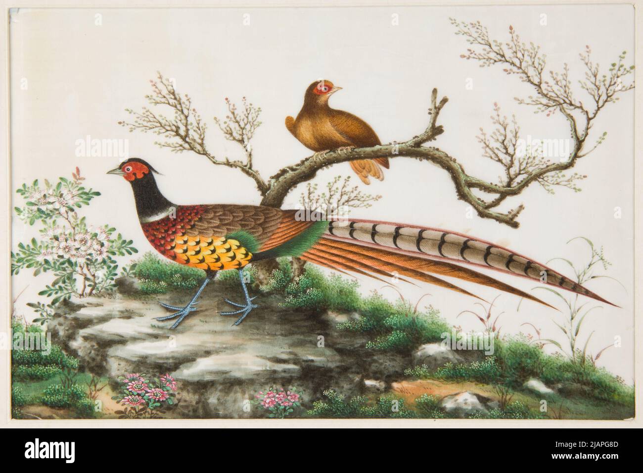 Painting on the ground of the tree core tetrapanax papyriferum a pair ...