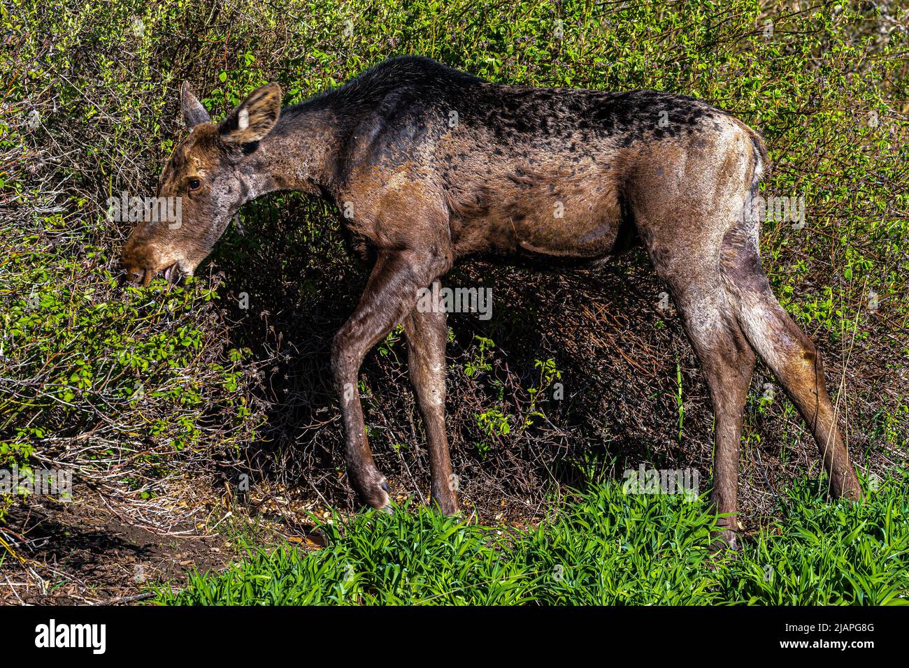 Young Moose (Alces alces) Feeding on Shrubs in Idaho Stock Photo - Alamy