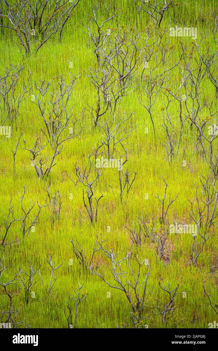 Bushes and Grass in a Spring Meadow Stock Photo - Alamy