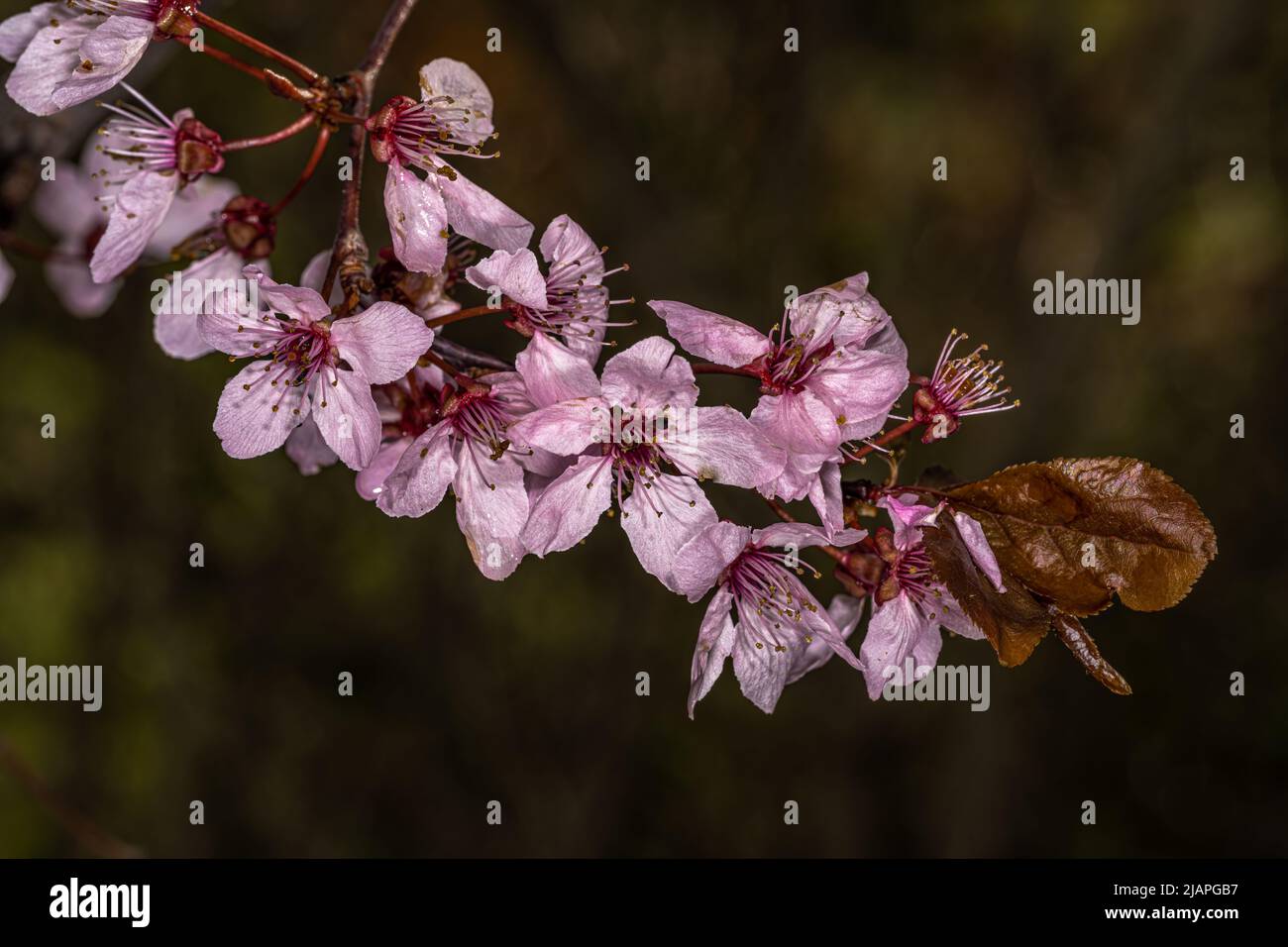 Pink Flowers of Flowering Plum (Prunus 'Thundercloud' Stock Photo - Alamy