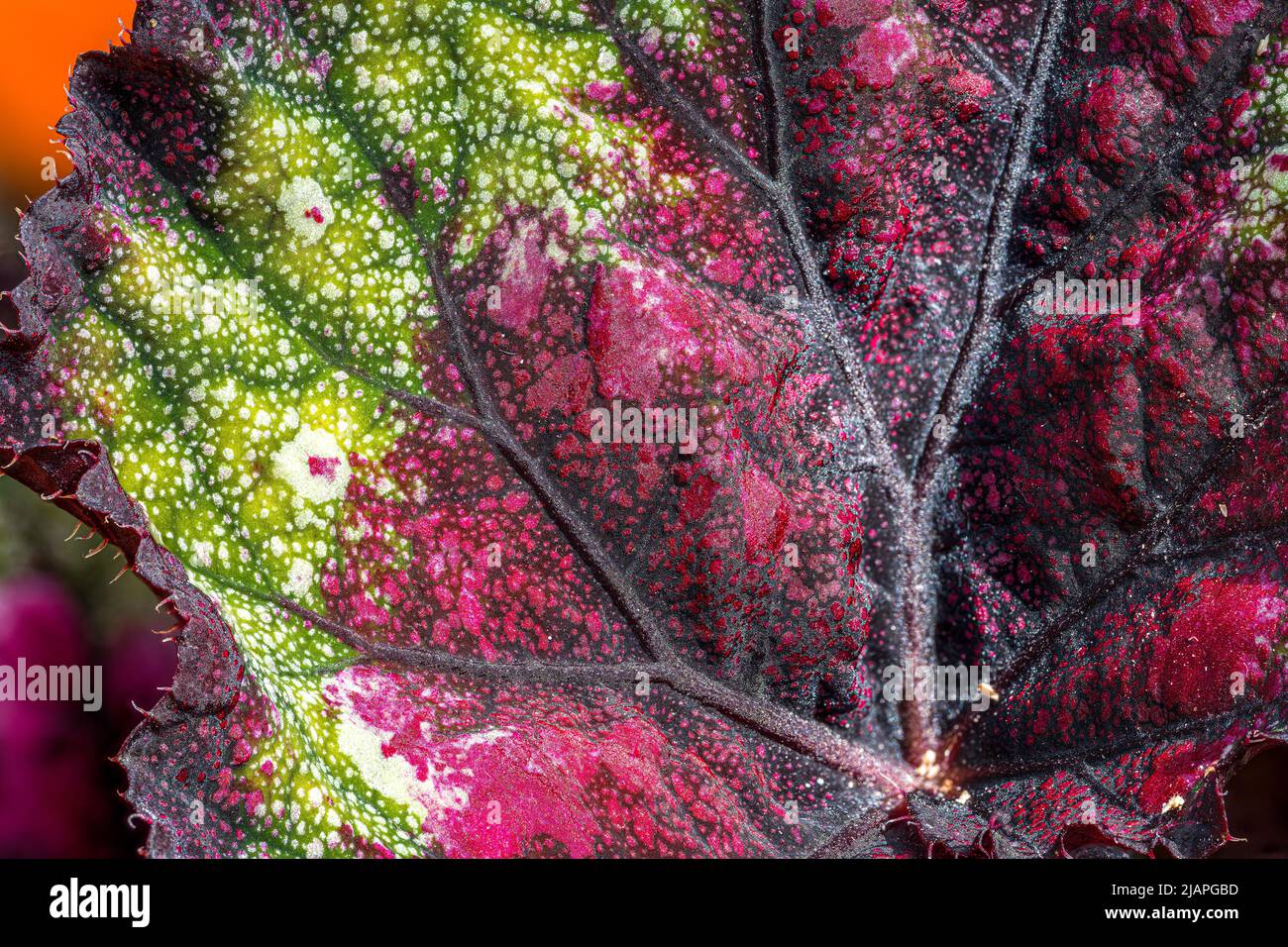 Tiger paw begonia begonia hi-res stock photography and images - Alamy