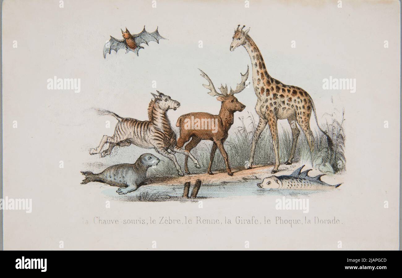 The bat, the Zébre, the reindeer, the giraffe, the seal, the sea bream ...
