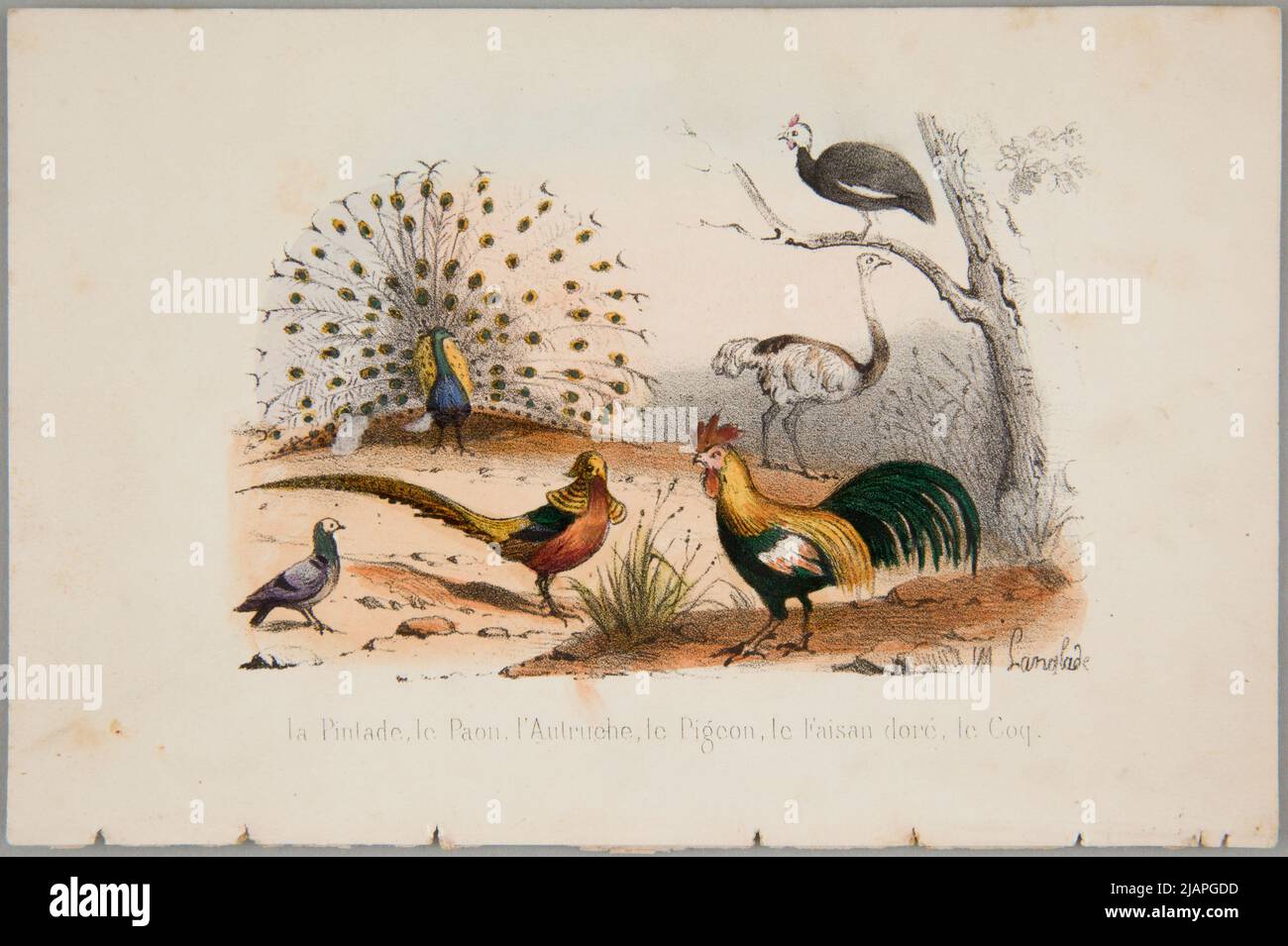 The pinland, the peacock, the ostrich, the pigeon, the golden pheasant ...