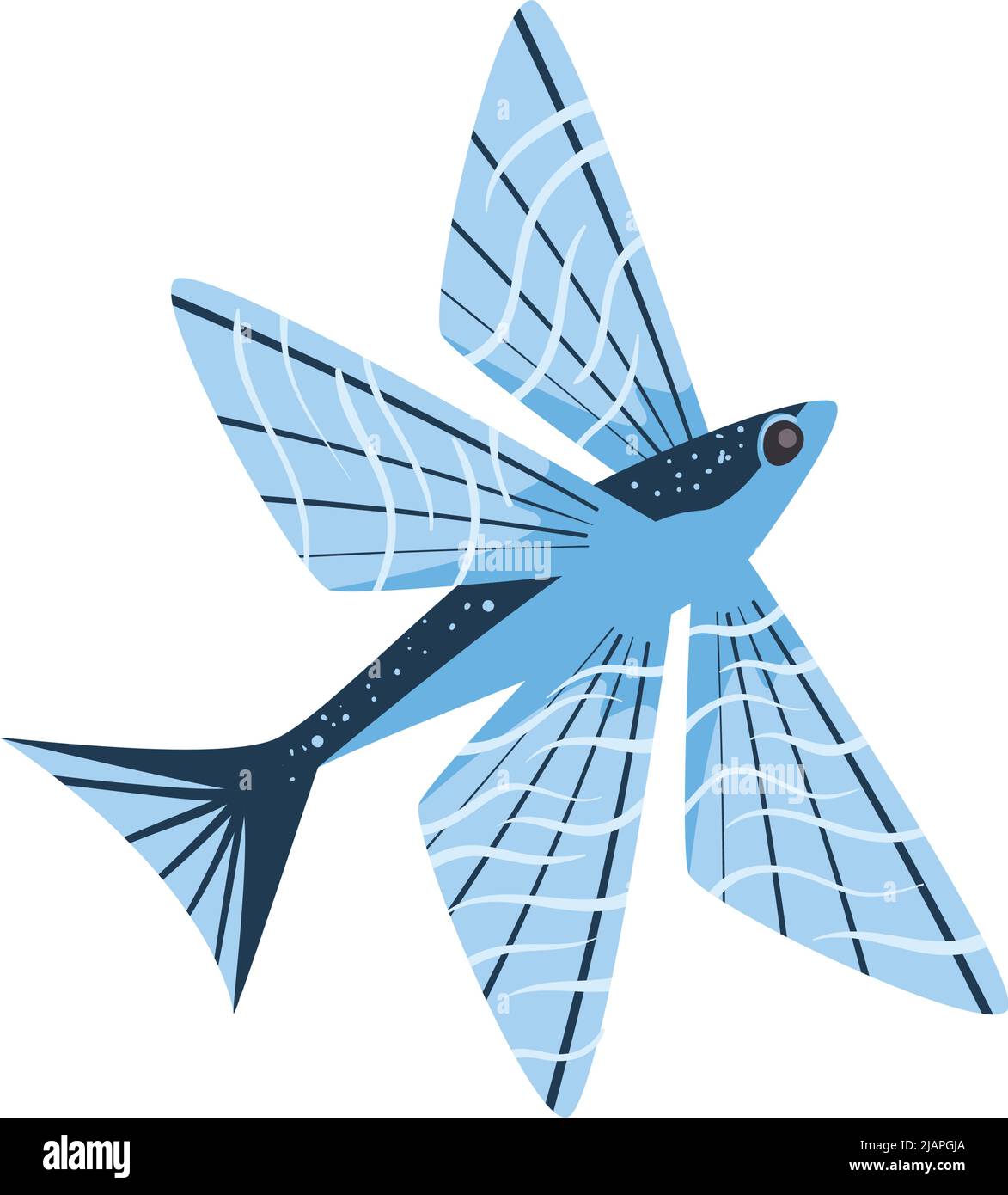 Exocoetidae flying fish marine Stock Vector Images - Alamy