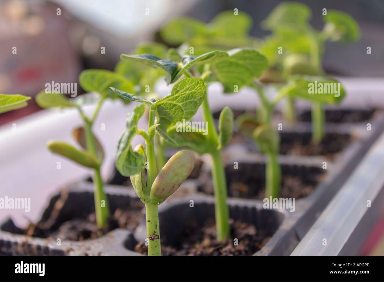 Fast growing garden plants hi-res stock photography and images - Alamy