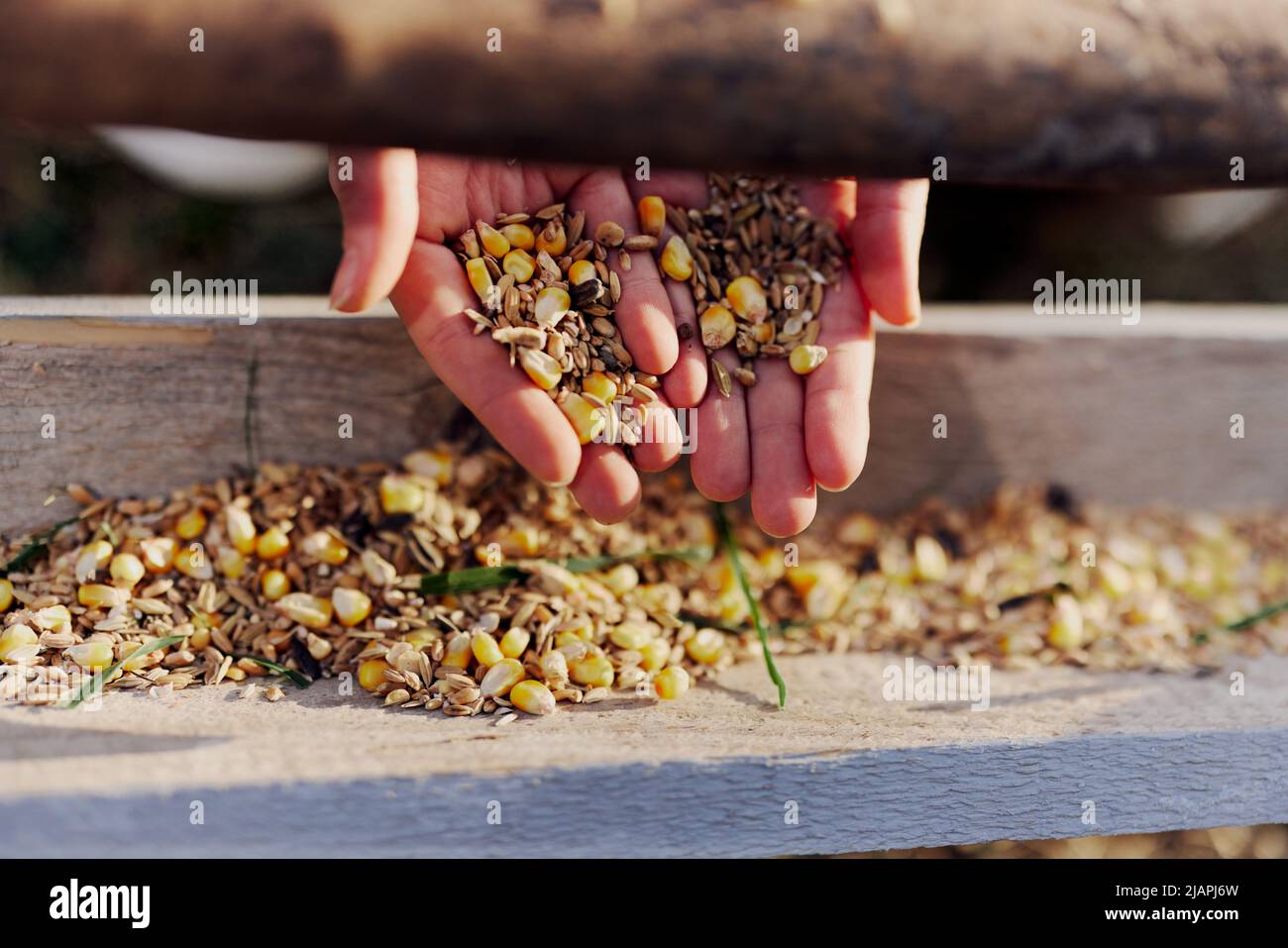 Women's hands close up putting grain, oats, and other good-for-natured ...