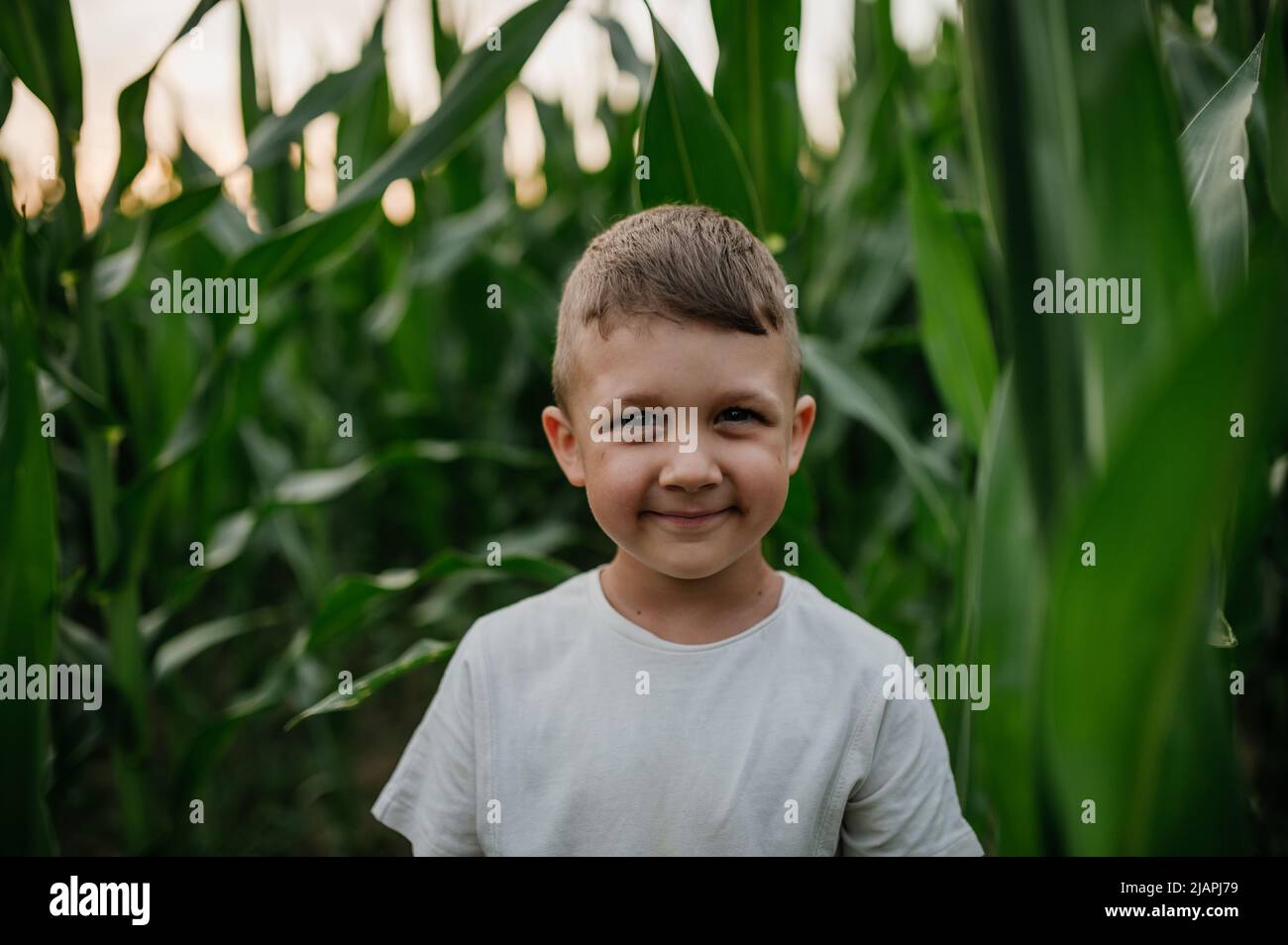 Little boy is standing in the field of corn in summer Stock Photo - Alamy