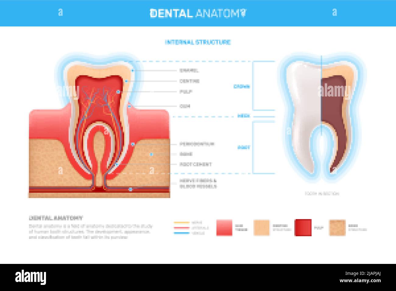 Human teeth realistic infographics with flat images of tooth profile ...