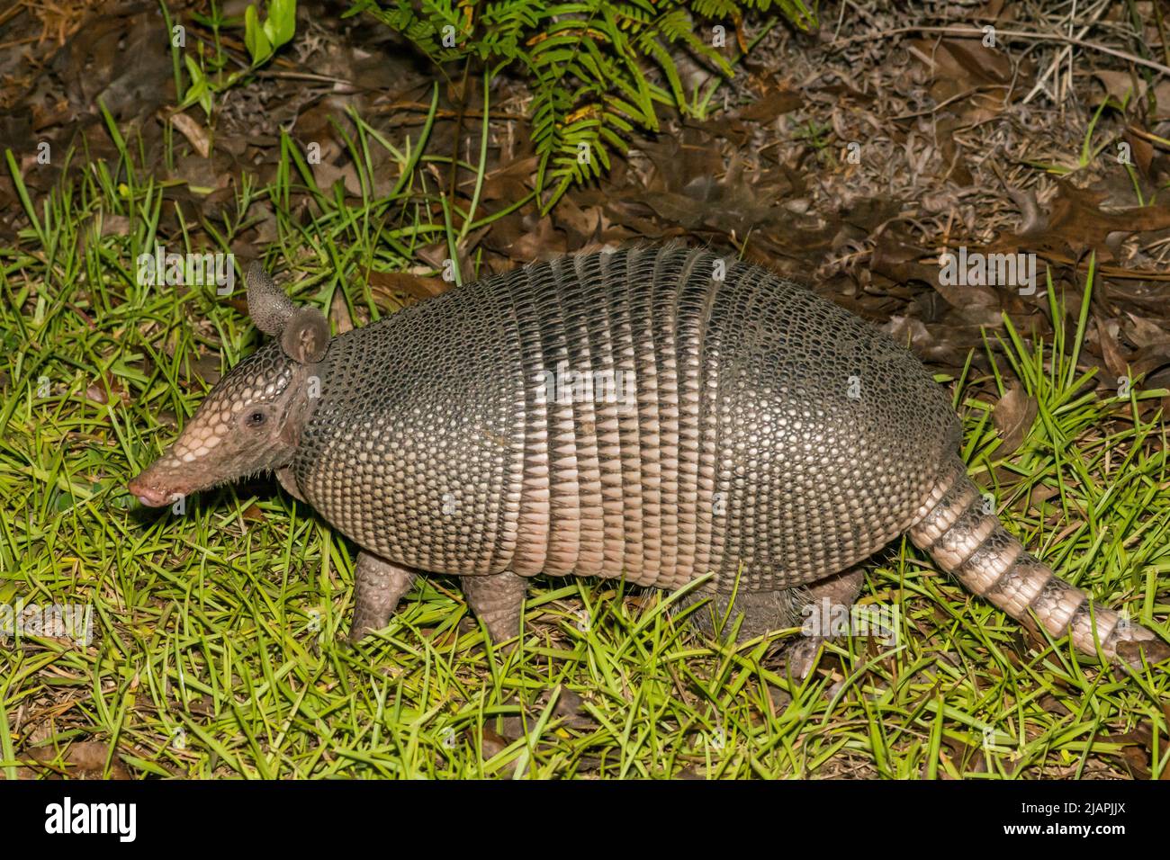 Nine-banded Armadillo - Dasypus novemcinctus Stock Photo - Alamy