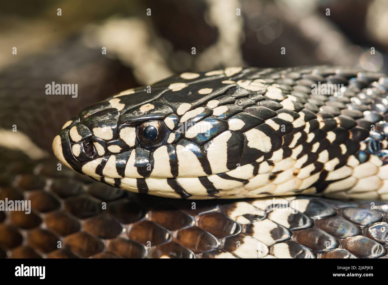Eastern Kingsnake Eggs