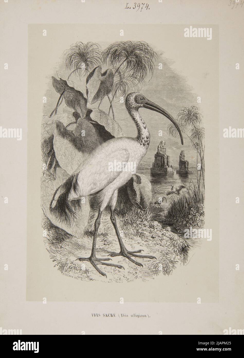 W h freeman hi-res stock photography and images - Alamy