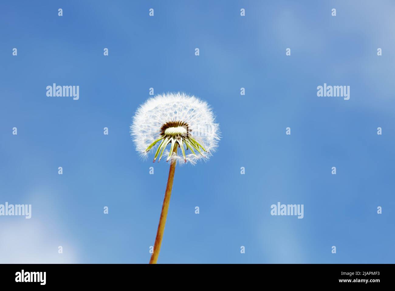 Beautiful dreamy spring nature background with dandelion Stock Photo ...