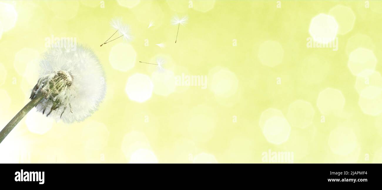 Beautiful dreamy spring nature background with dandelion Stock Photo ...