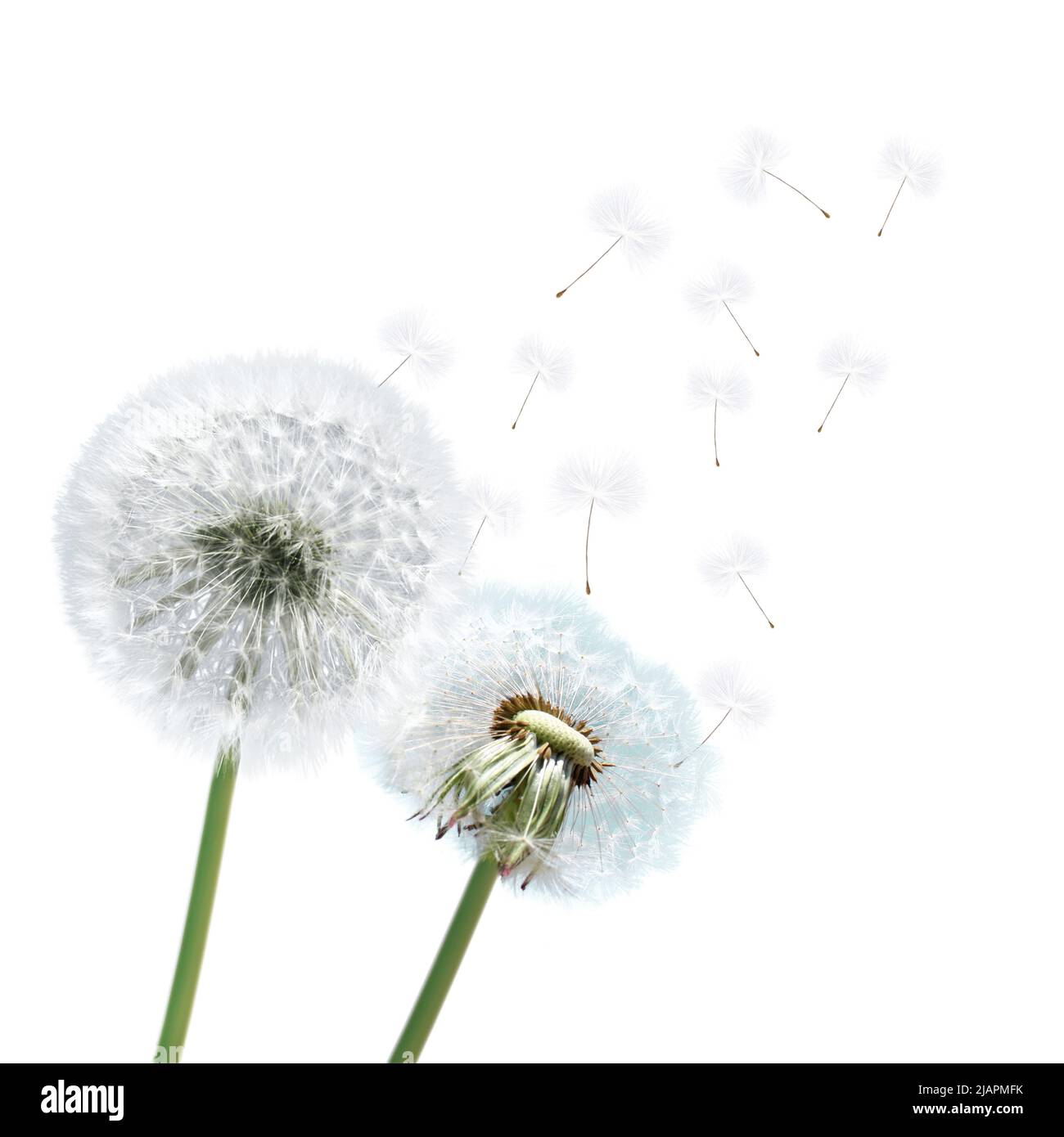 Flowers blowing in wind Cut Out Stock Images & Pictures - Alamy