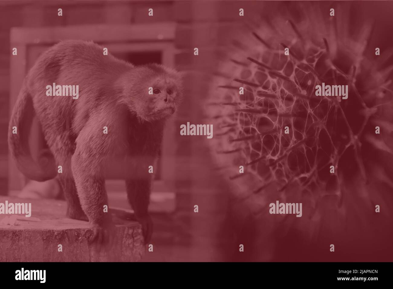 Monkeypox virus. Red background. Outbreak concept. Virus transmitted to ...