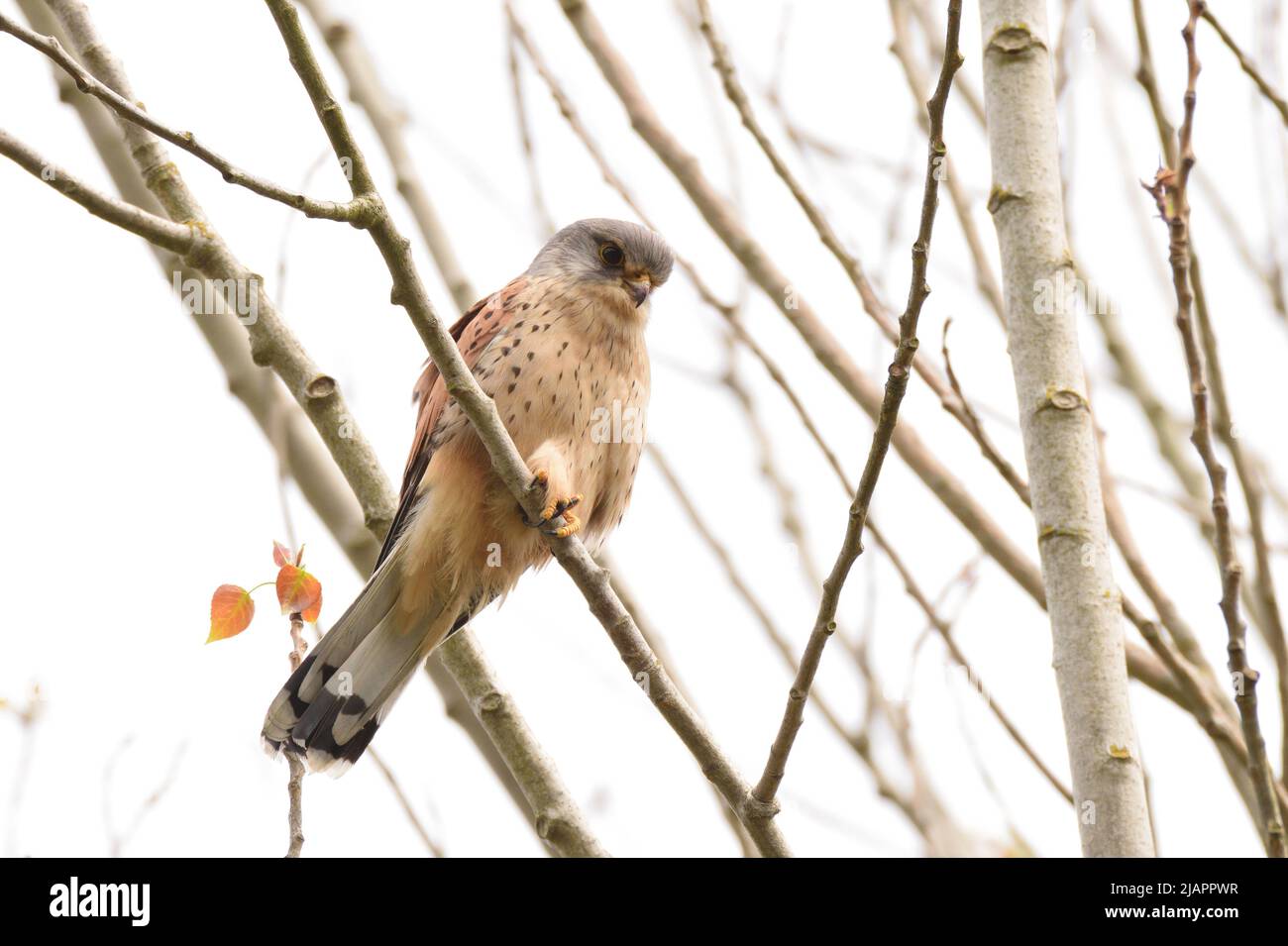 Common kestrel uk hi-res stock photography and images - Alamy
