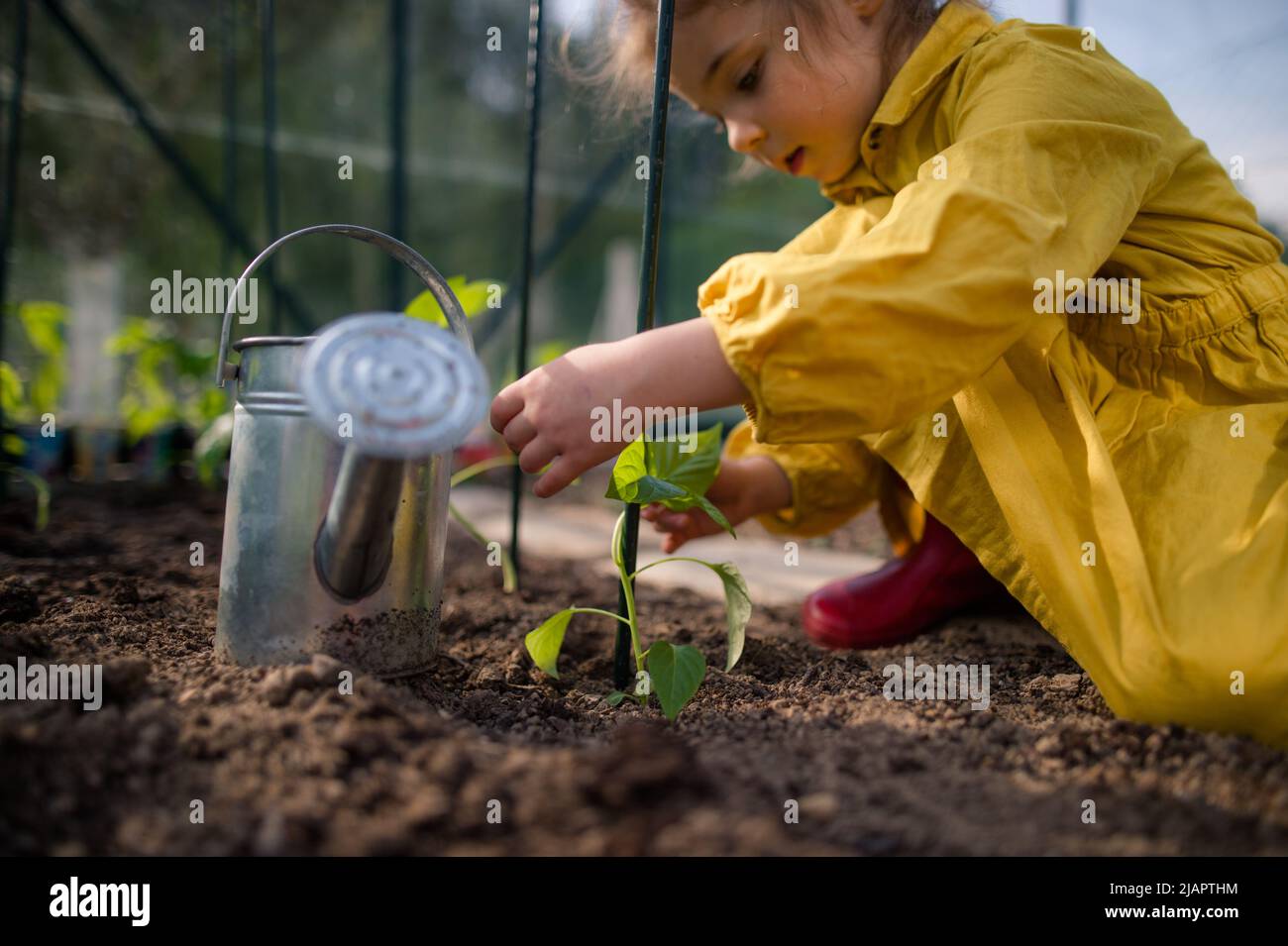 Little girl planting organic pepper plants in eco greenhouse, learn ...