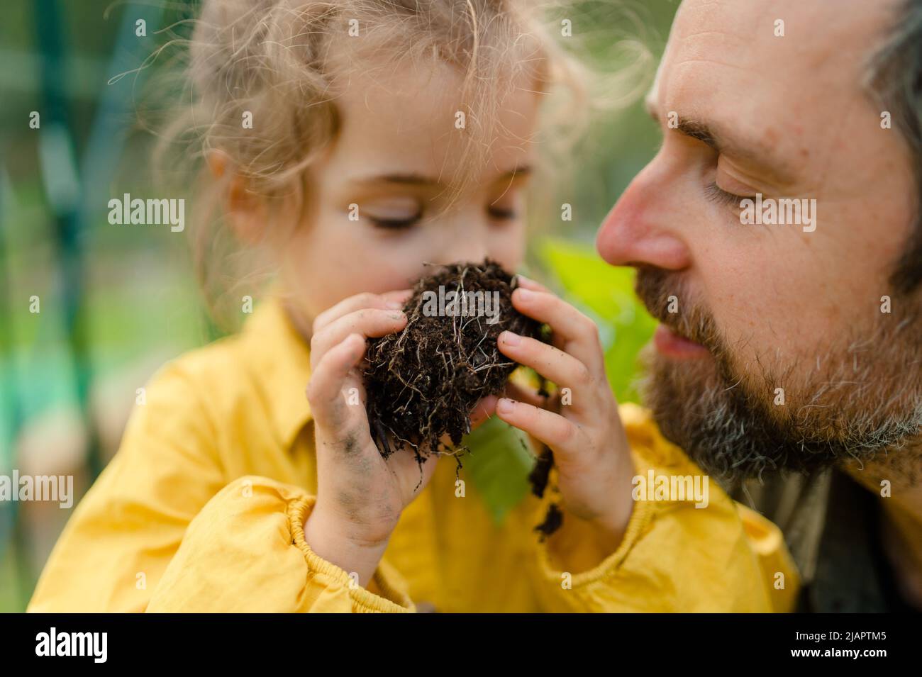 Little girl smelling pepper plant with her dad, when transplanting it ...