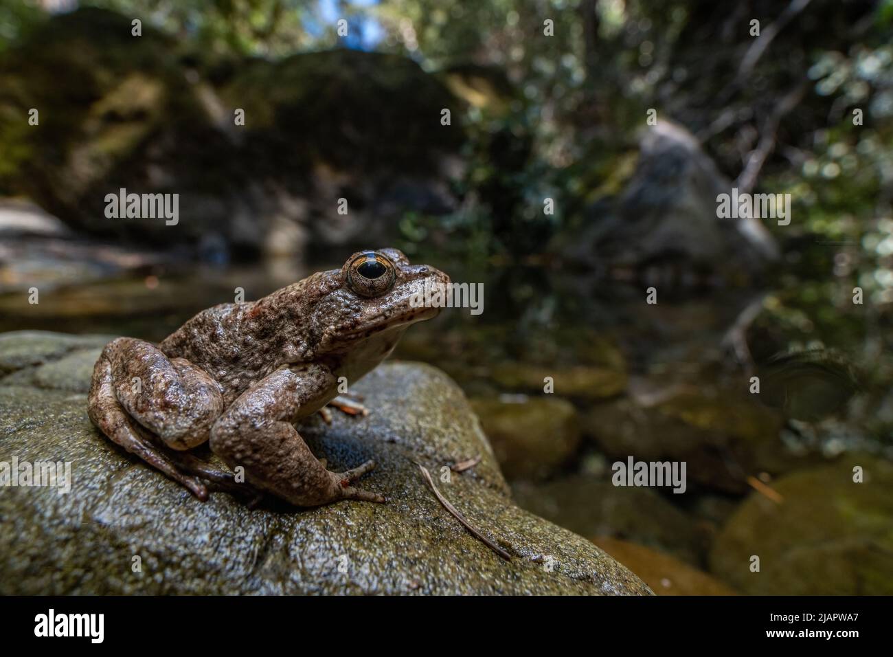 A foothill yellow legged frog (Rana boylii) in its streamside habitat ...