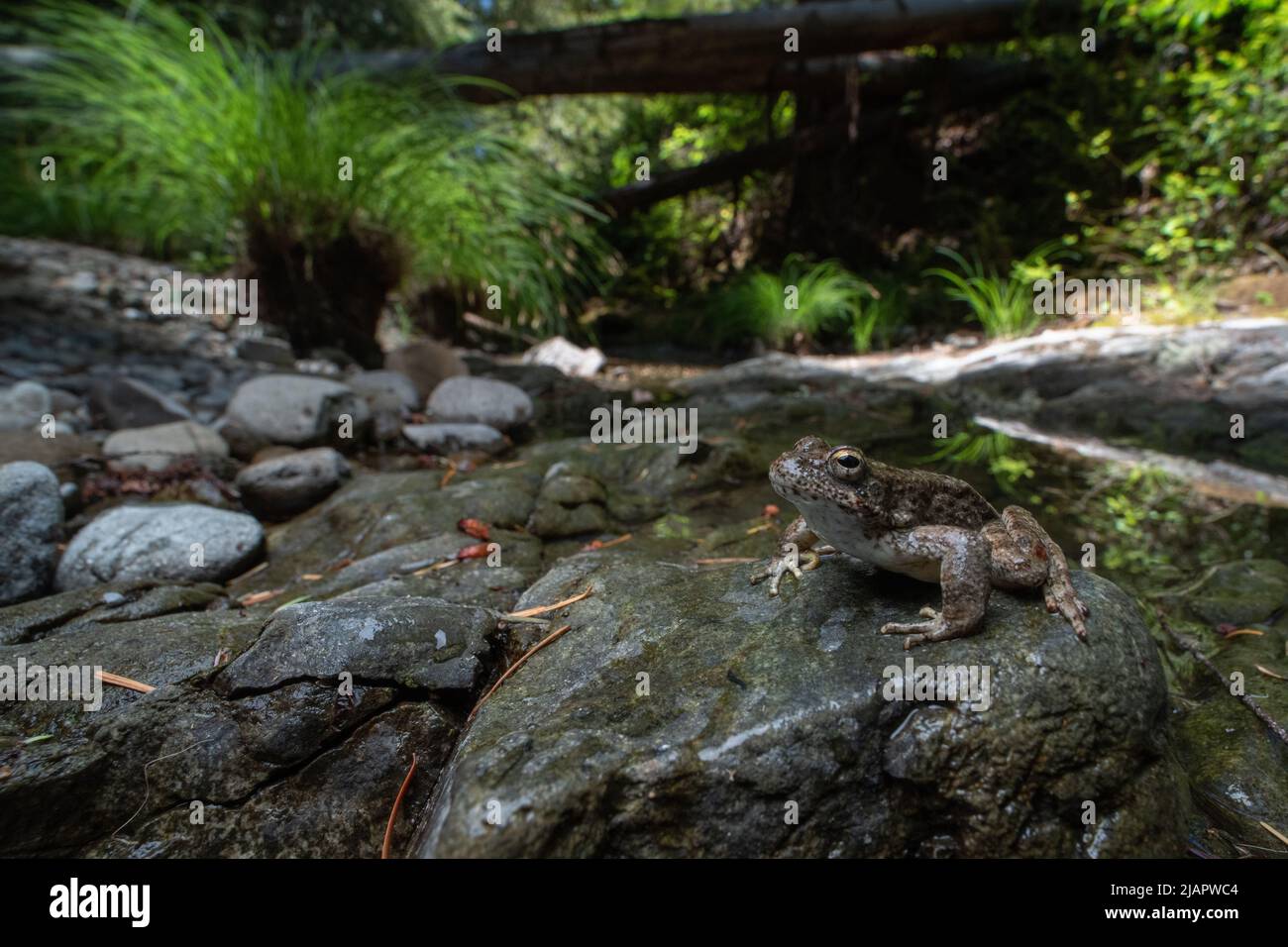 A foothill yellow legged frog (Rana boylii) in its streamside habitat ...