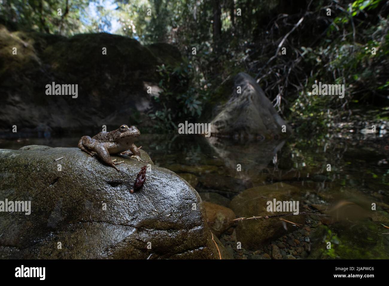 A foothill yellow legged frog (Rana boylii) in its streamside habitat ...