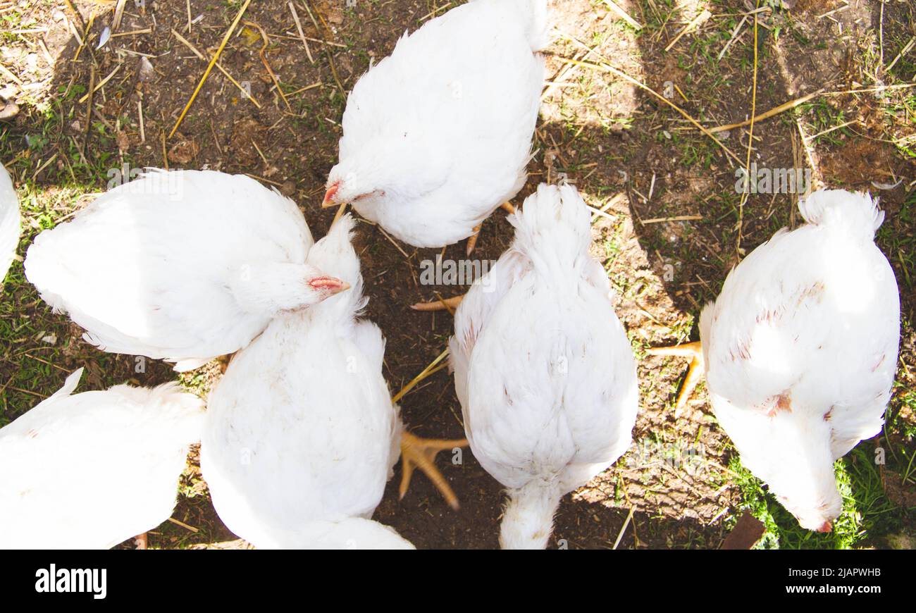 Growing chickens. Farm with chickens. Broilers in a cage. Poultry ...