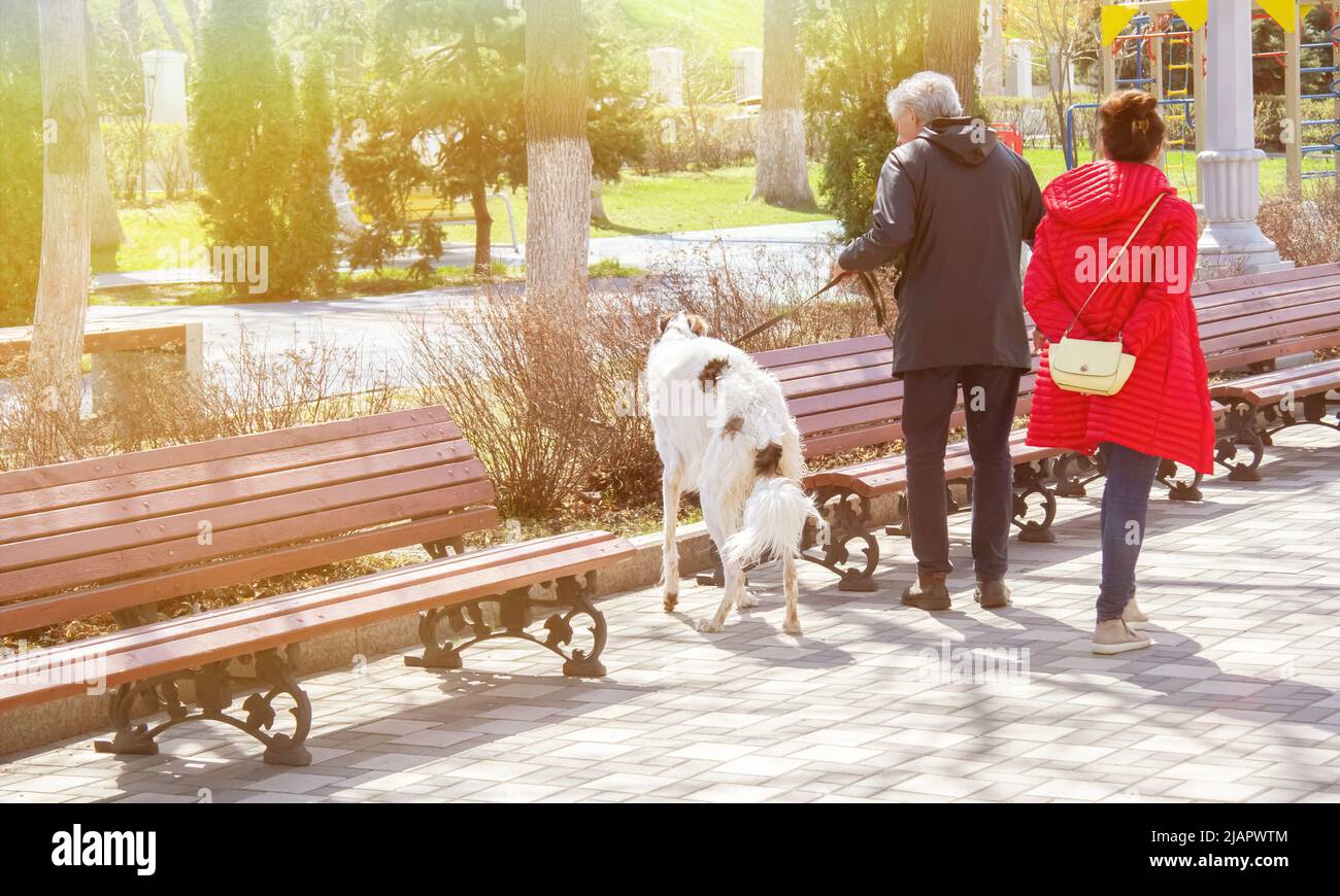 Dog walking. Walk of man and dog in the park. Walking in the park ...