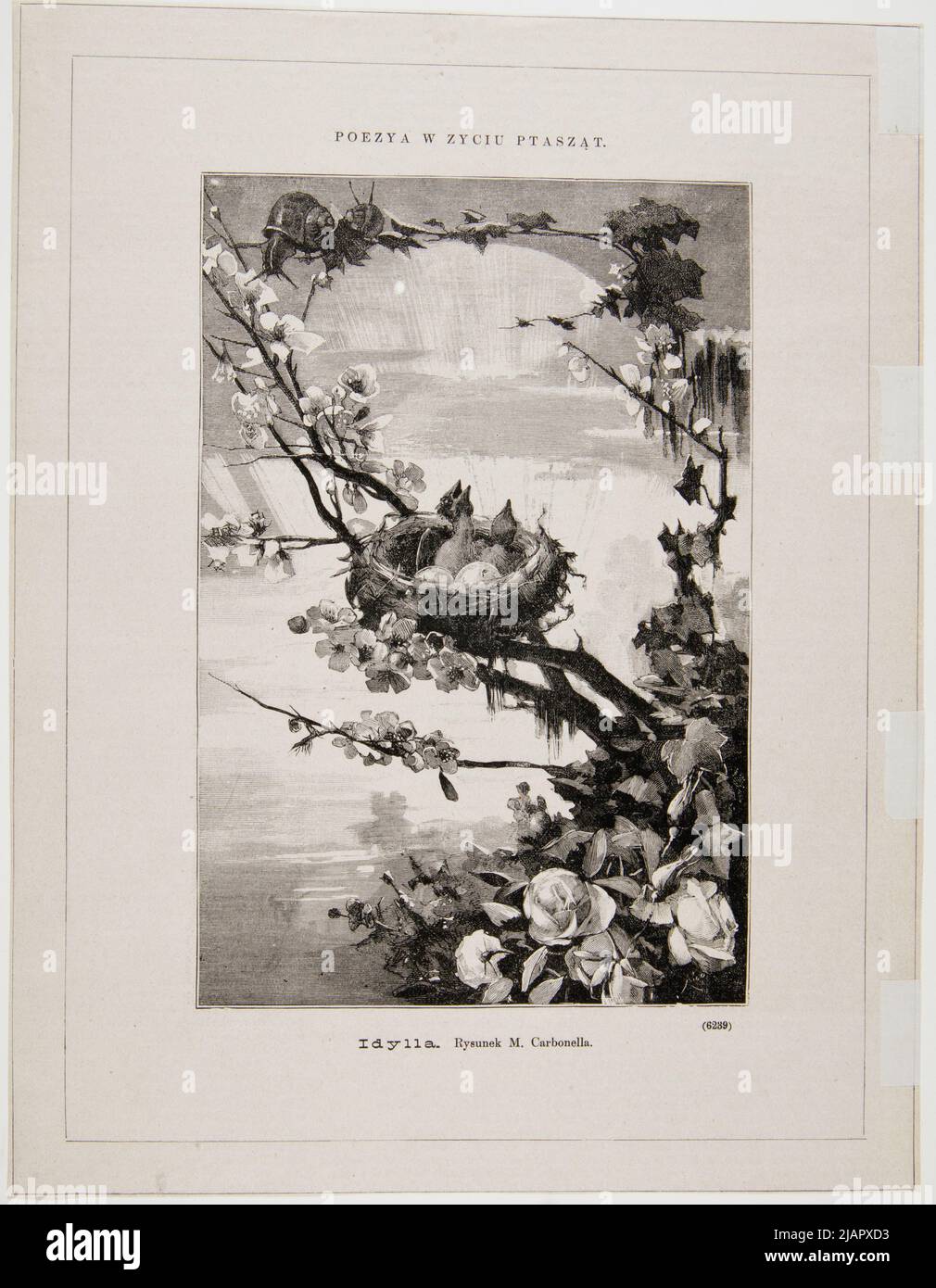 Idylla according to the drawing of M. Carbonella. A clipping of ears ...