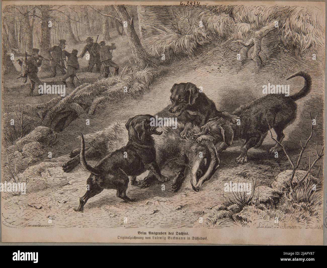 Badger digging according to the drawing of Ludwig Beckmann. A clip from ...