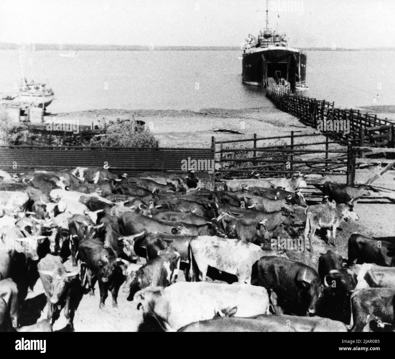 1950s cattle industry hi-res stock photography and images - Alamy