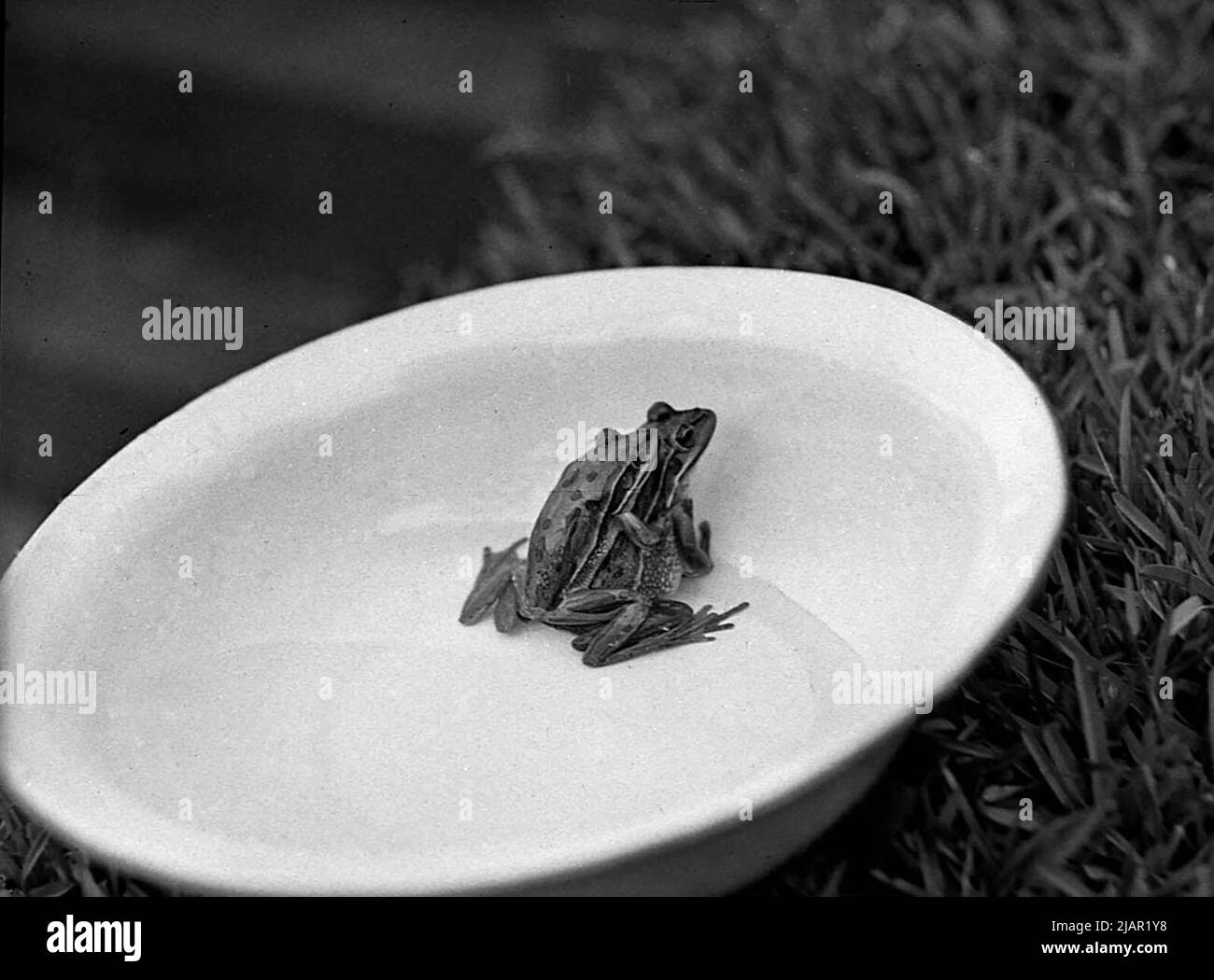 Frog in a bowl hi-res stock photography and images - Alamy