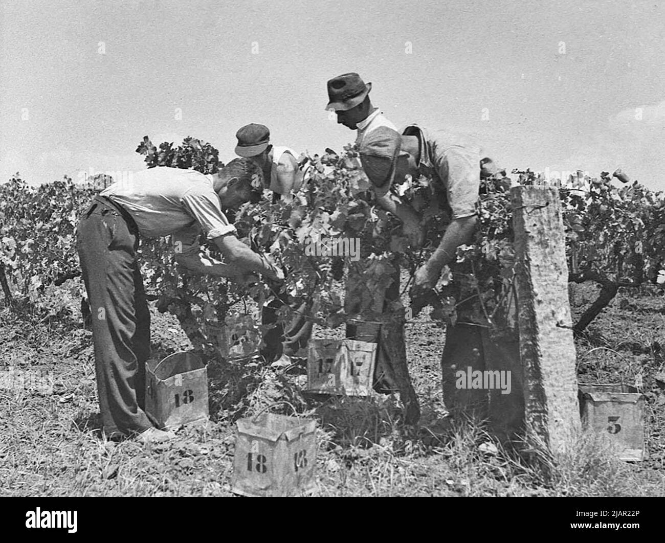 Minchinbury vineyards hi-res stock photography and images - Alamy