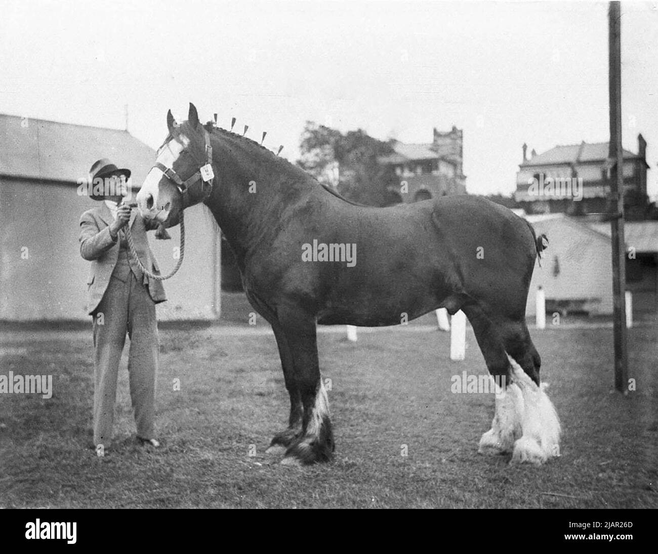 Stallion history historical hi-res stock photography and images - Alamy