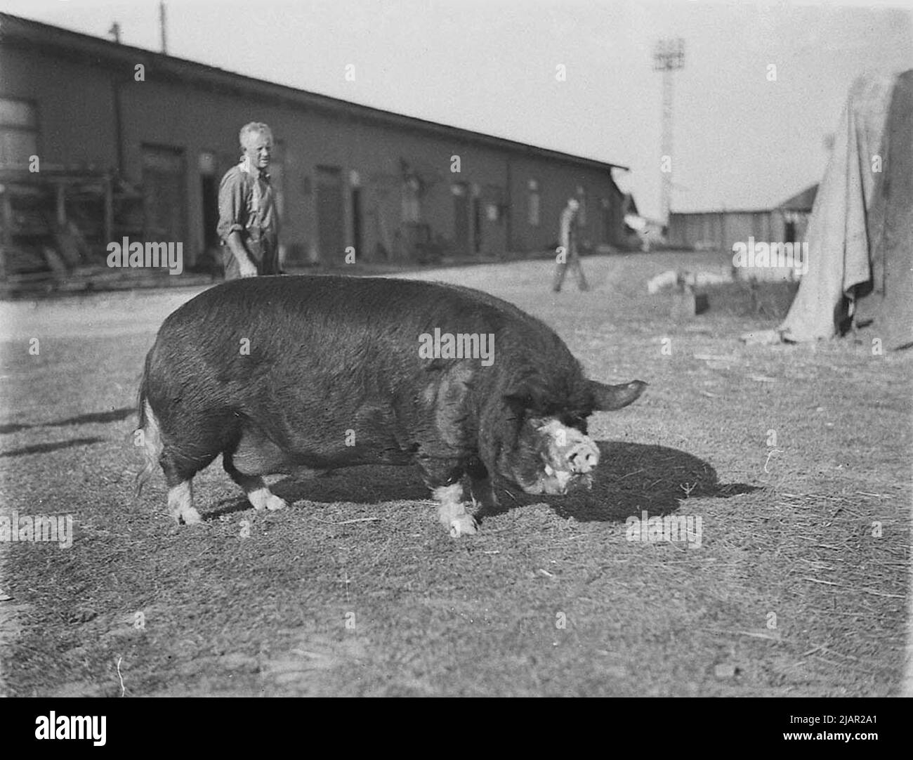 Man standing behind a large Casius sow ca. 1930s Stock Photo - Alamy