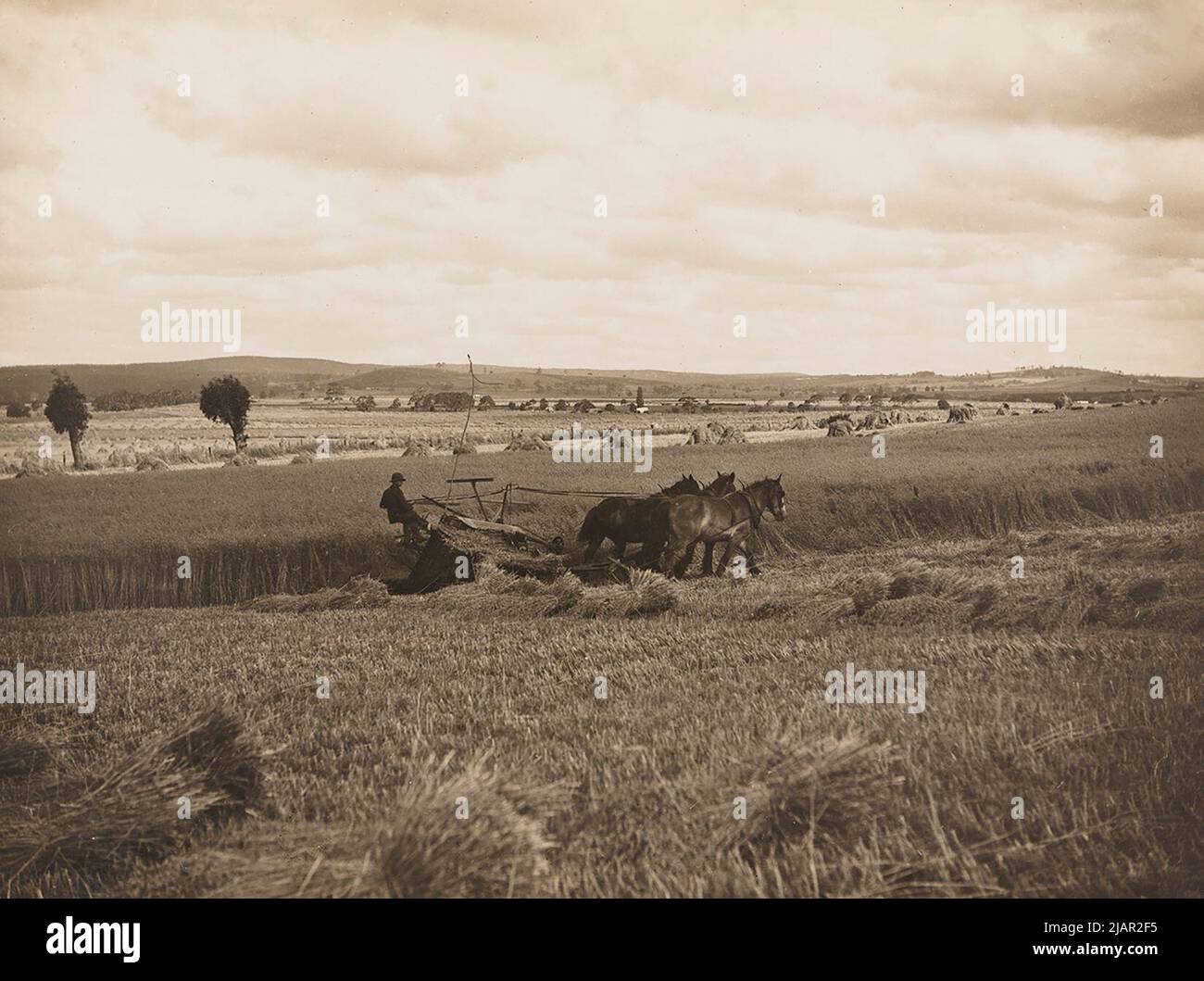 Farmer harvesting a field with a horse drawn harvester ca. 1921-1924 ...