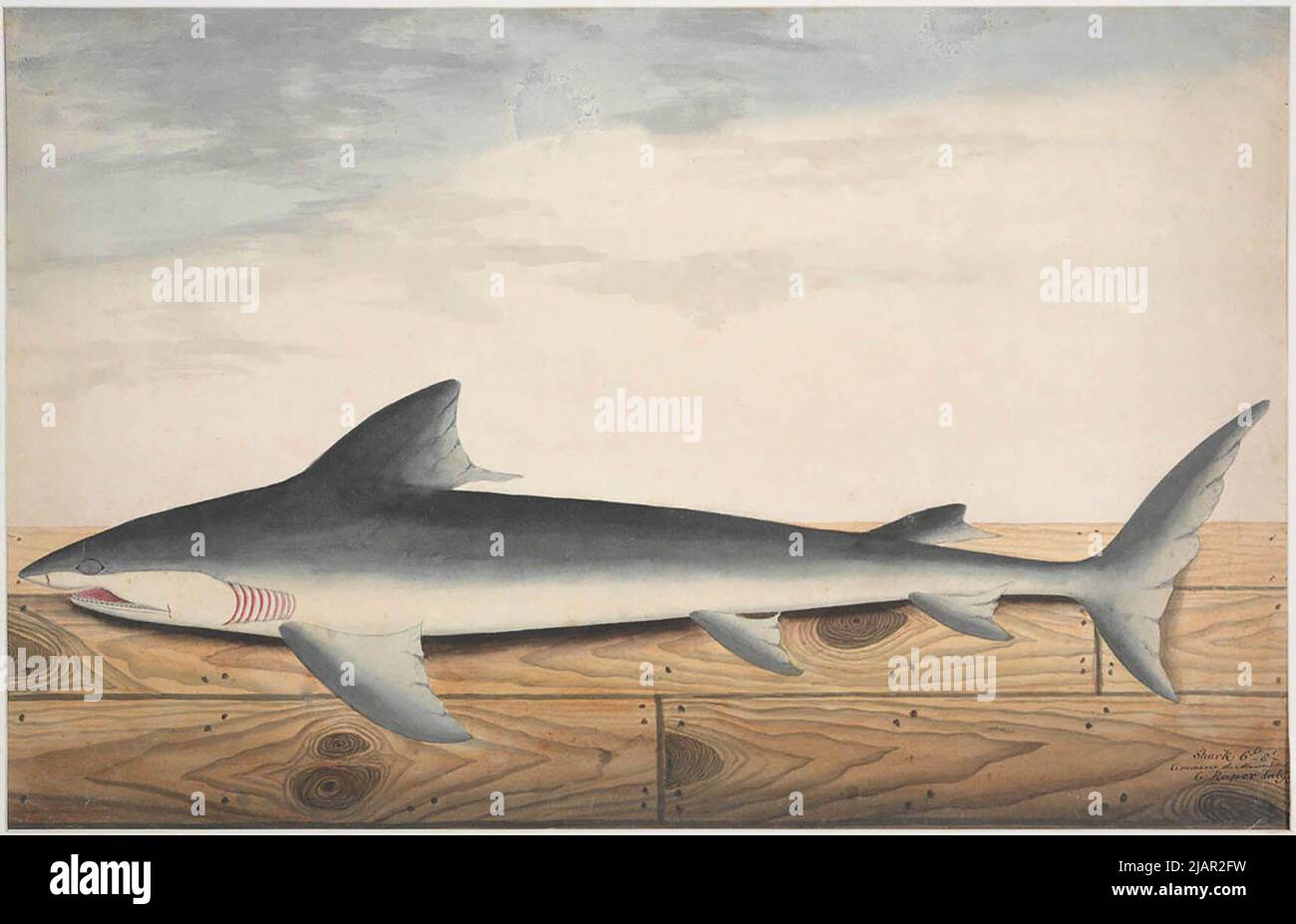 Illustration of a shark Stock Photo - Alamy