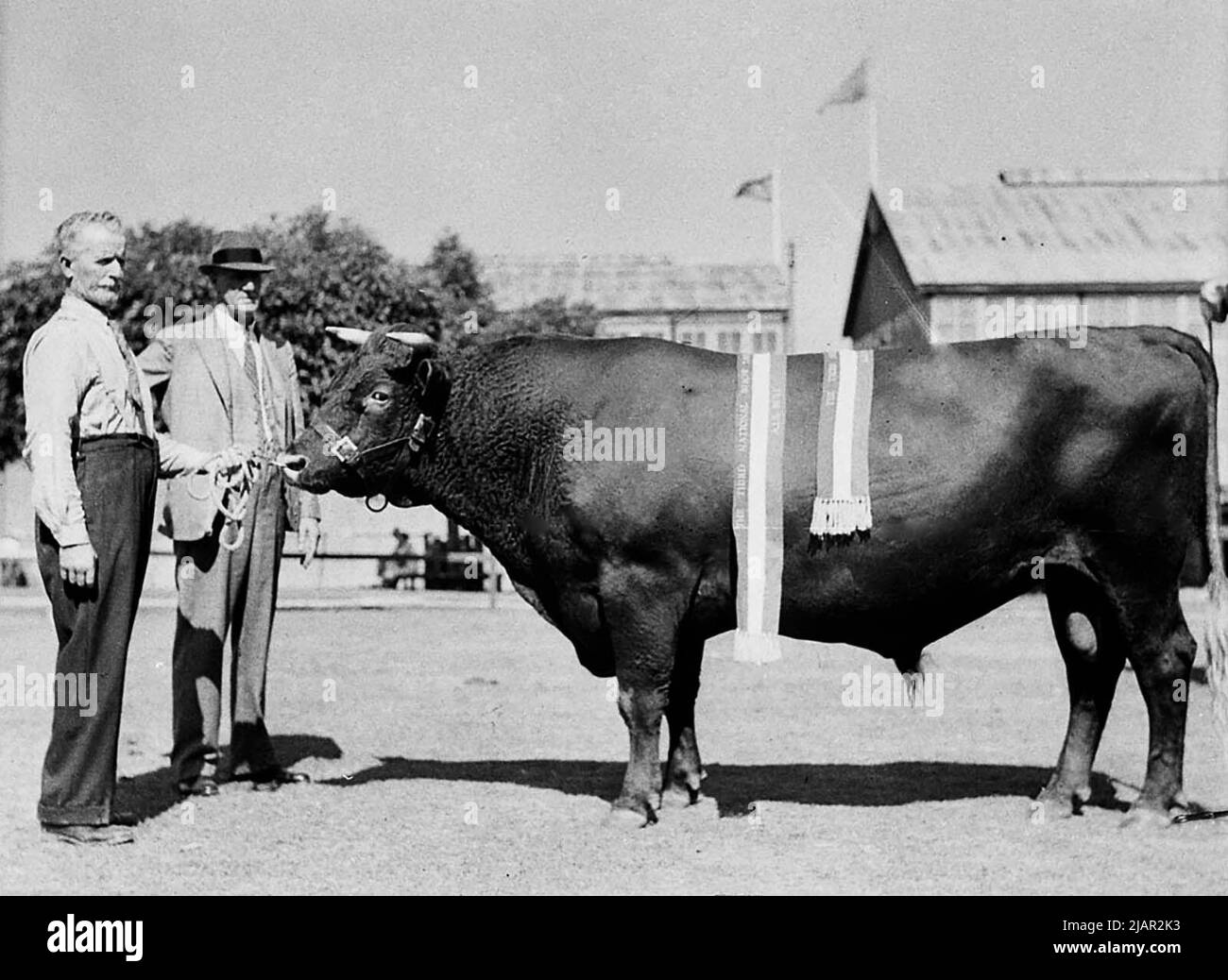 Royal Agricultural Show - cattle show competition, two men showing ...