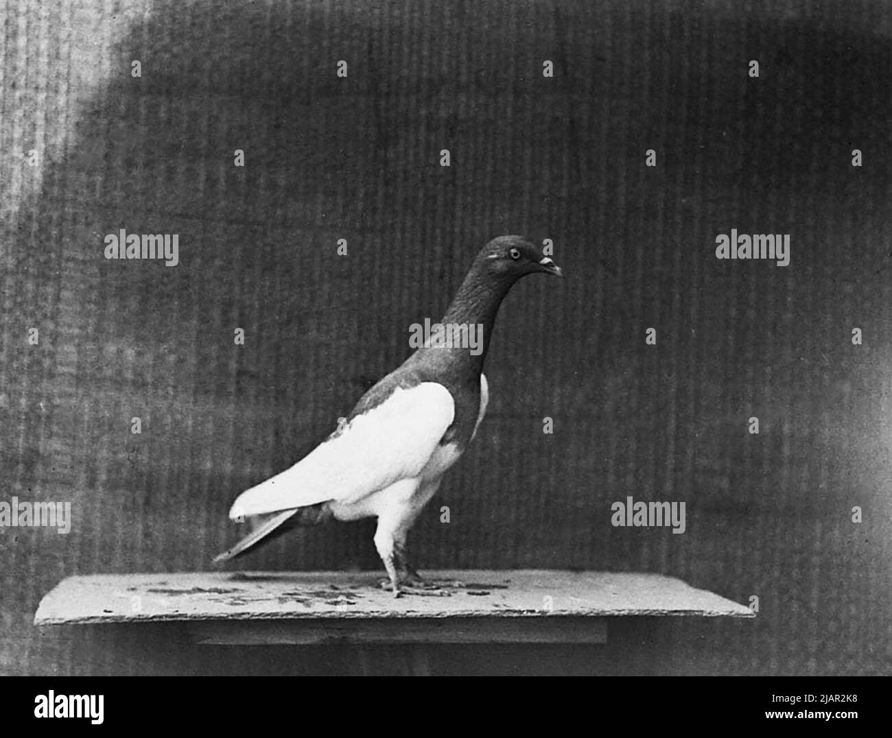 Champion racing pigeon ca. 1930s Stock Photo - Alamy