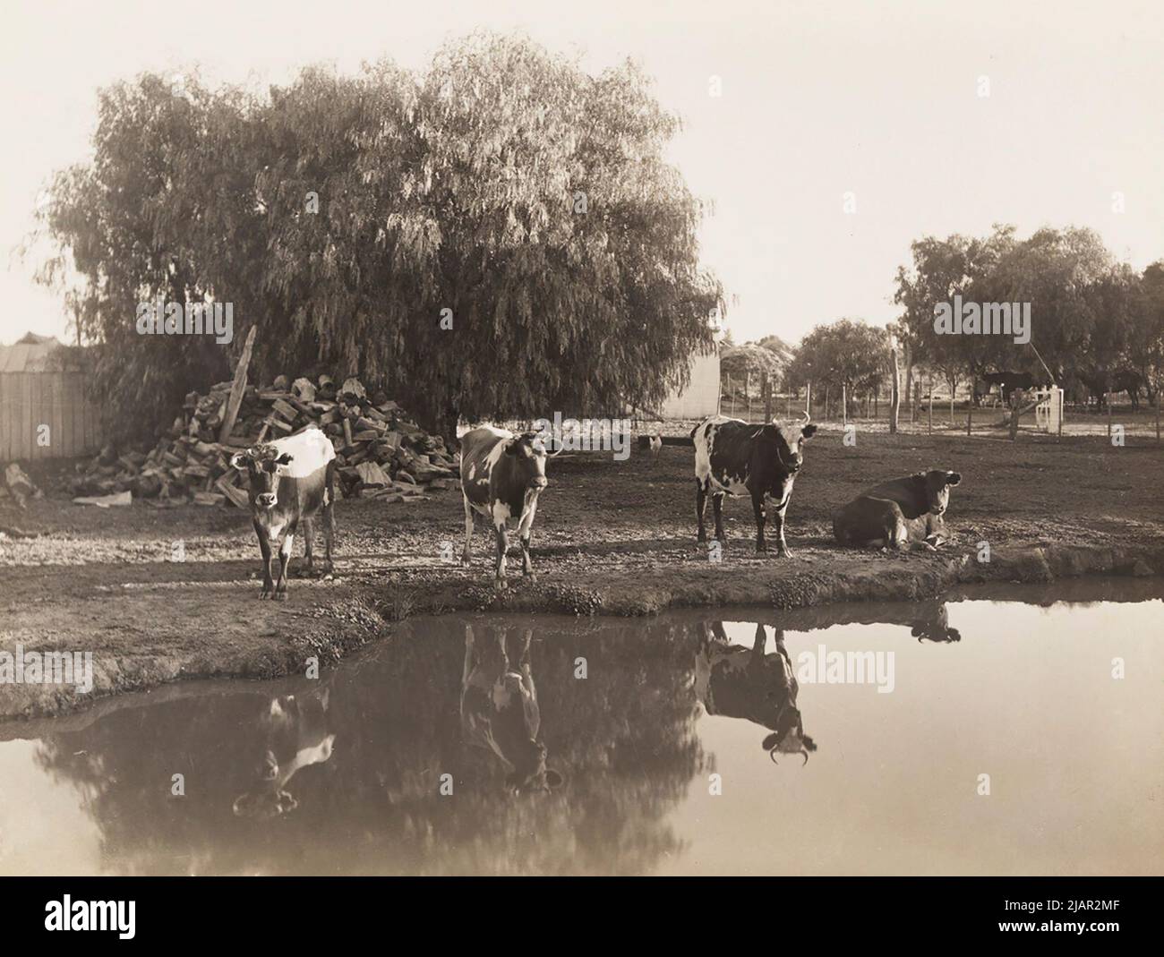 1920s cattle hi-res stock photography and images - Alamy