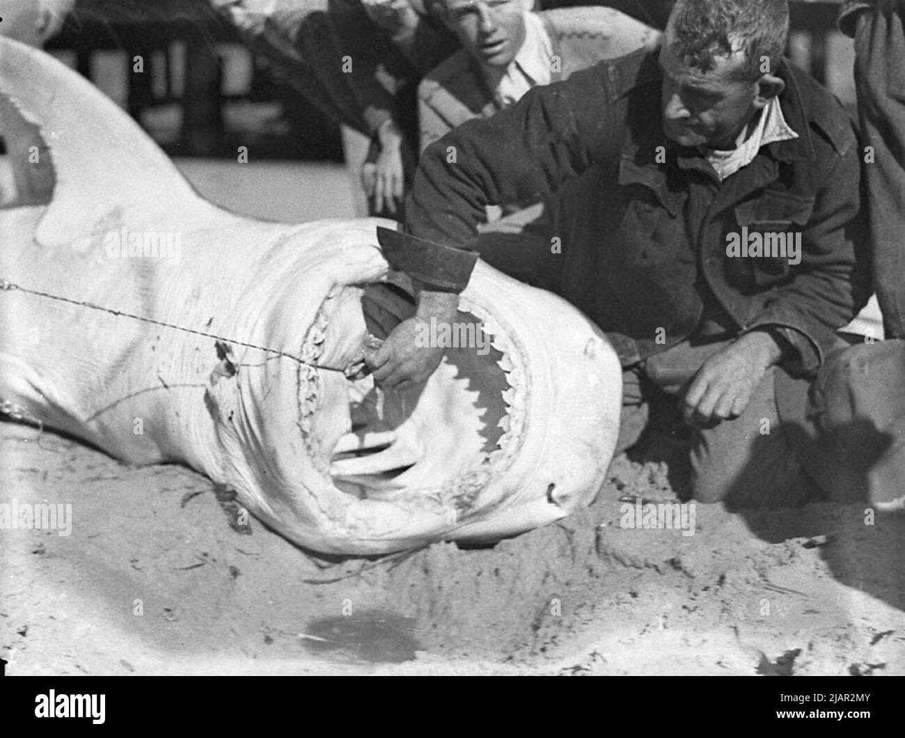 Dead shark ashore hi-res stock photography and images - Alamy