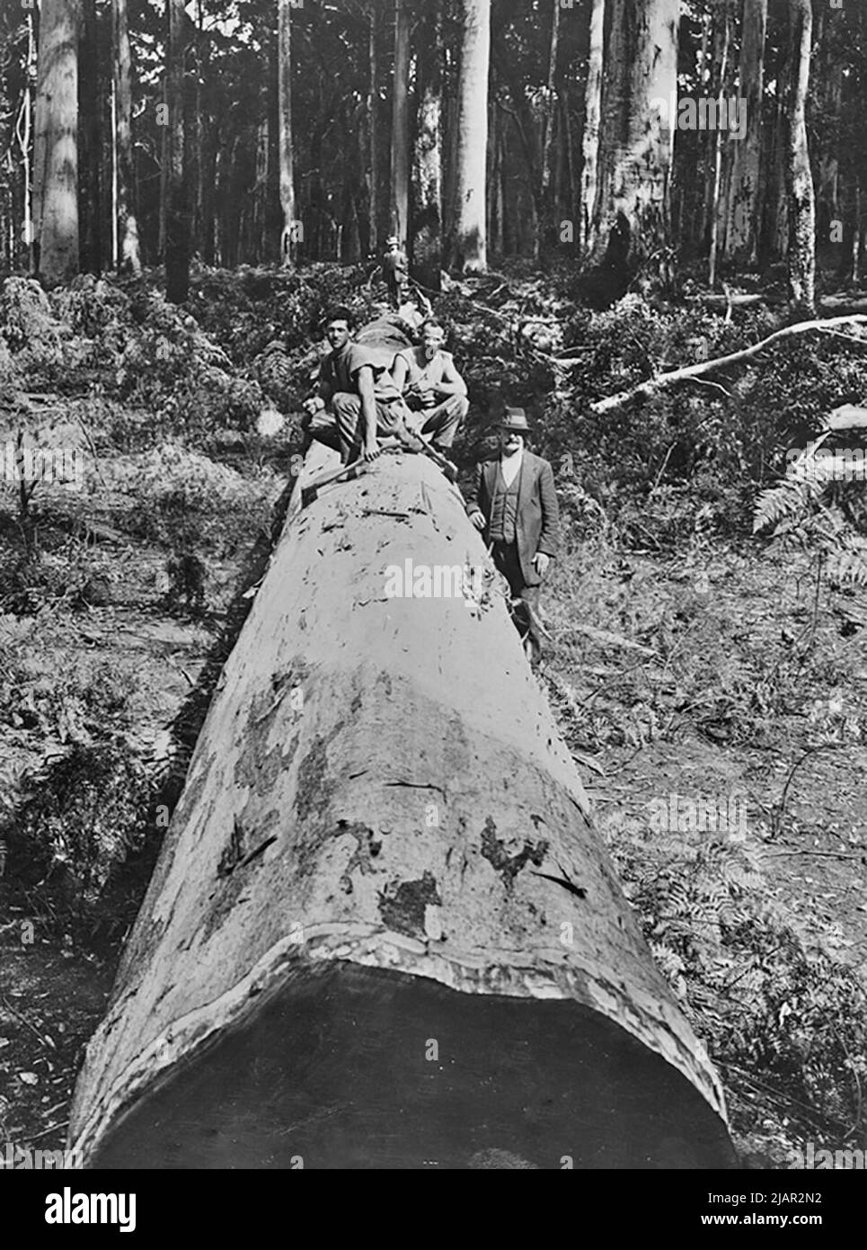 1920s loggers hi-res stock photography and images - Alamy