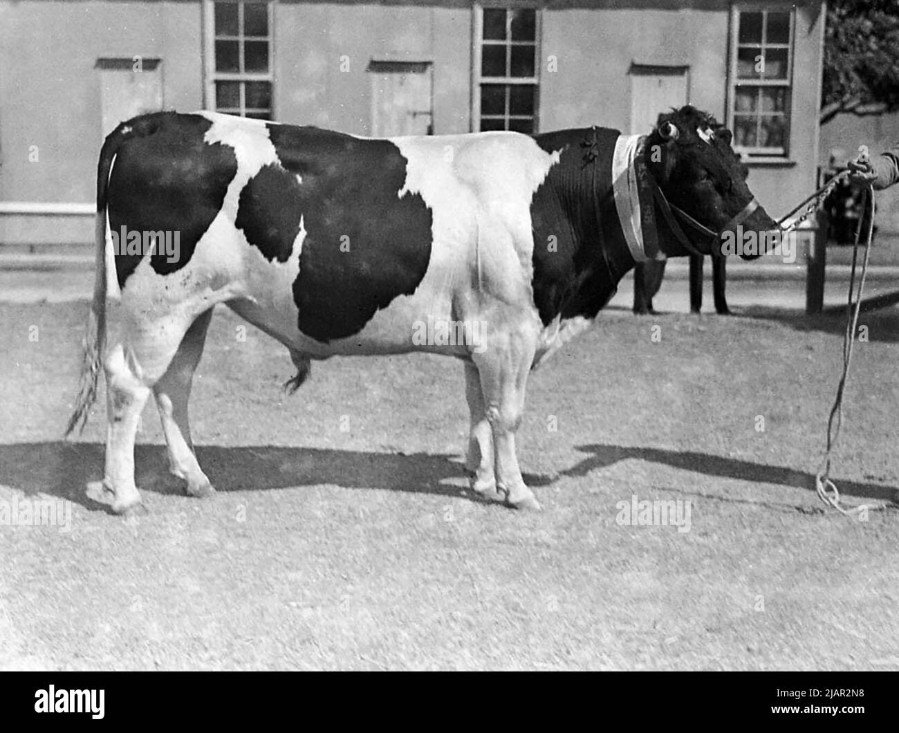 Friesian Bull in a competition ca. between 1925 and 1957 Stock Photo ...