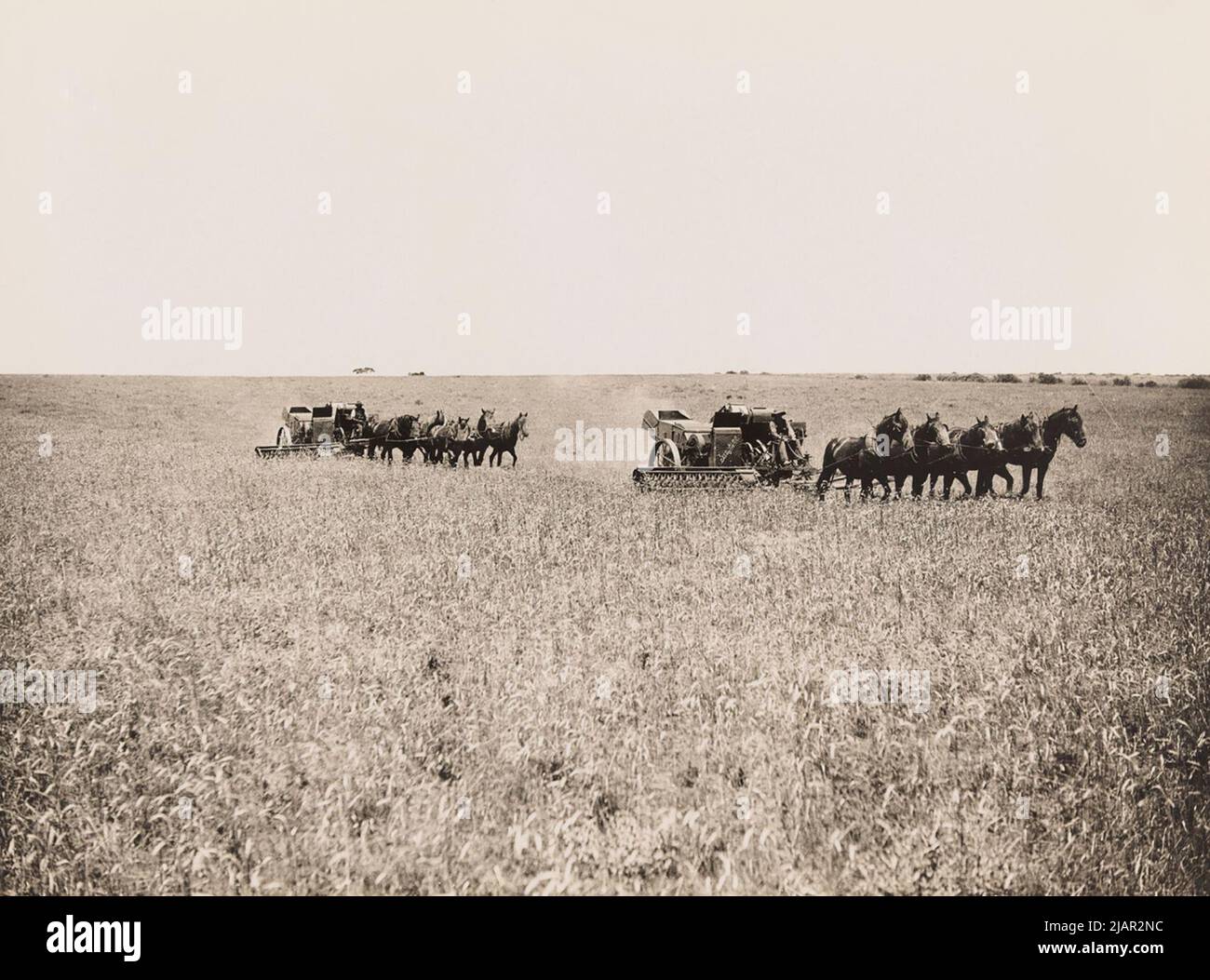 Farmers harvesting a field with horse drawn harvesters ca. 1921-1924 ...