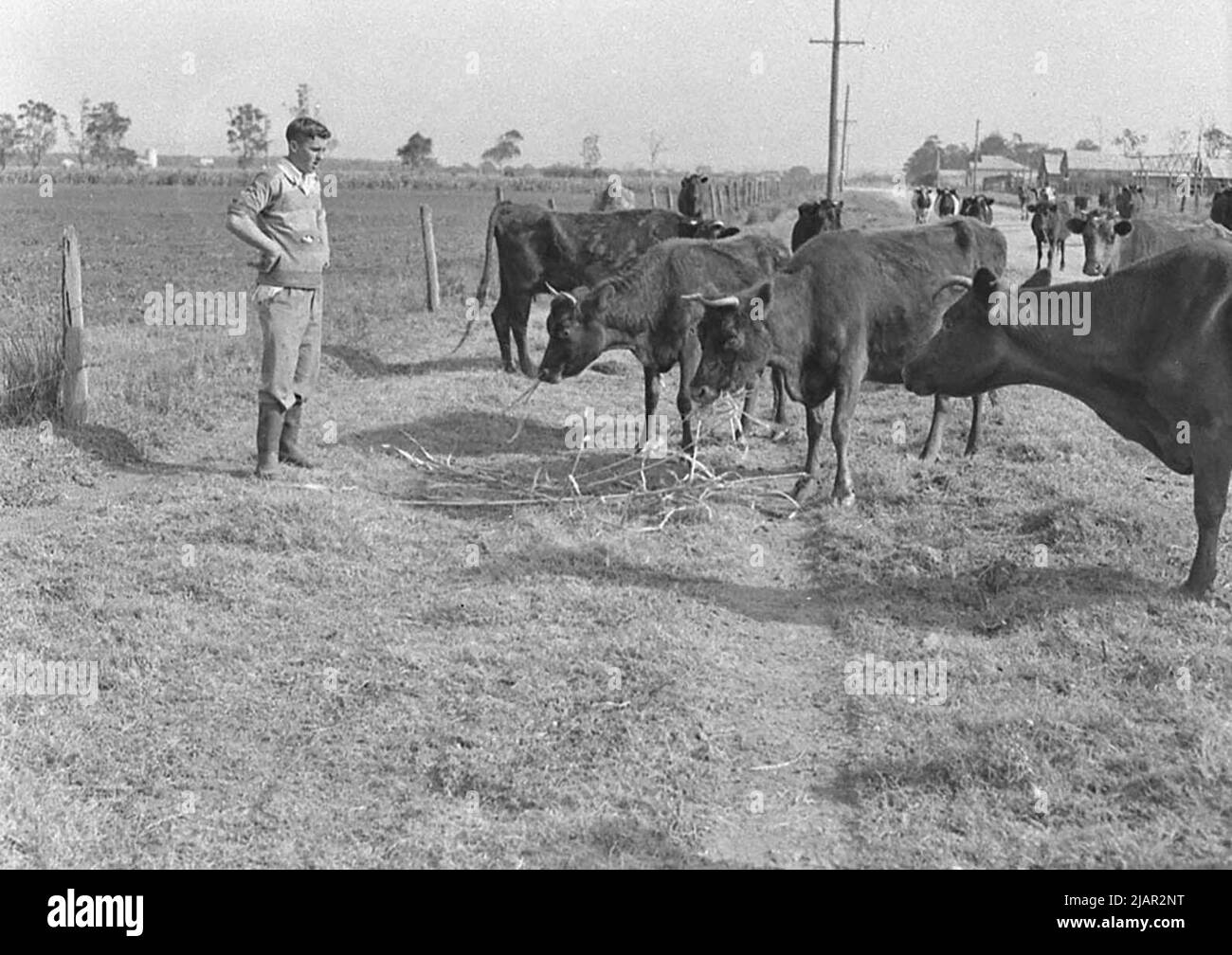 Man looking at cattle on an Ash Island farm ca. 1957 Stock Photo - Alamy
