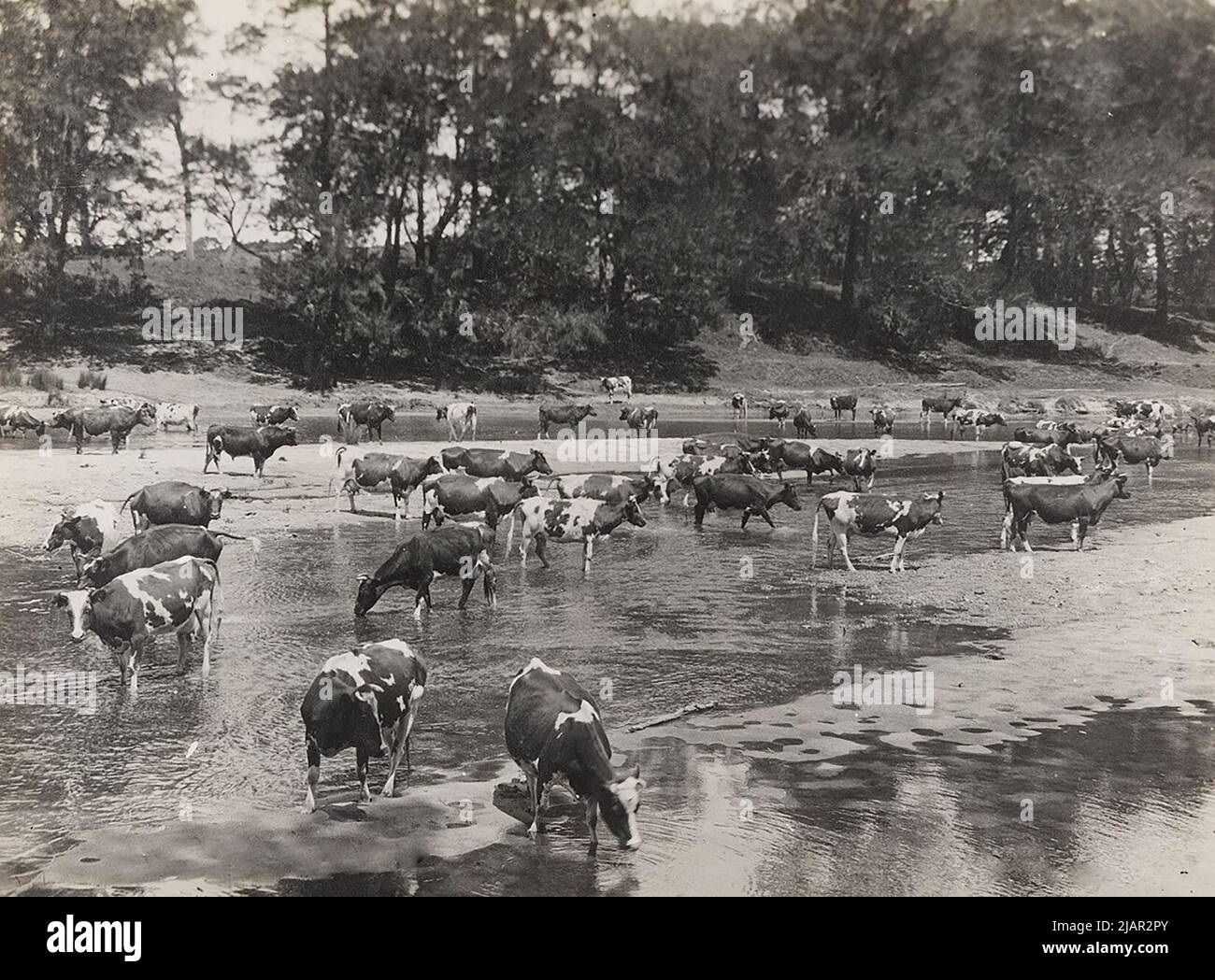 1920s cattle industry hi-res stock photography and images - Alamy