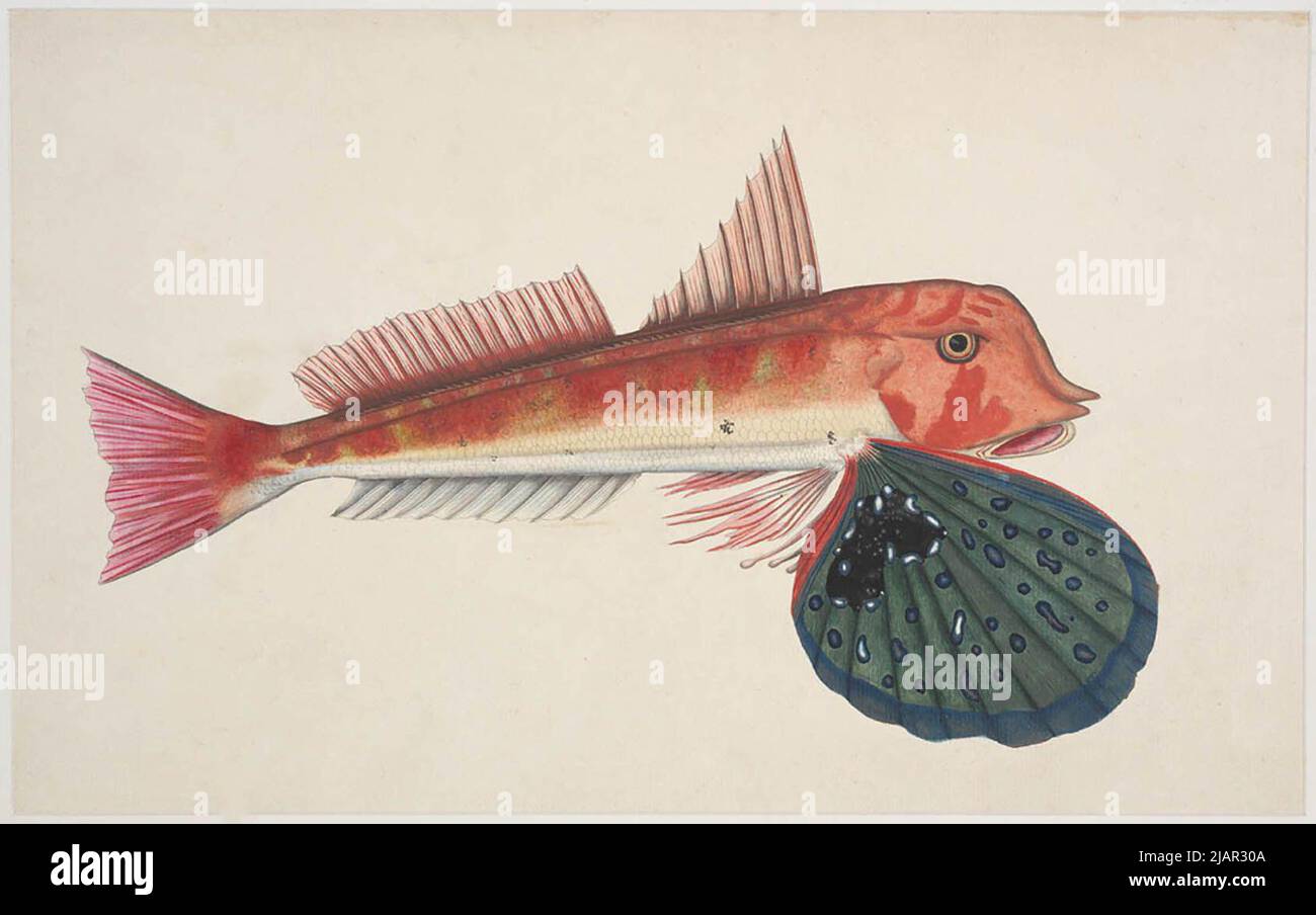 Red gurnard drawing ca. 1774-1794 Stock Photo - Alamy