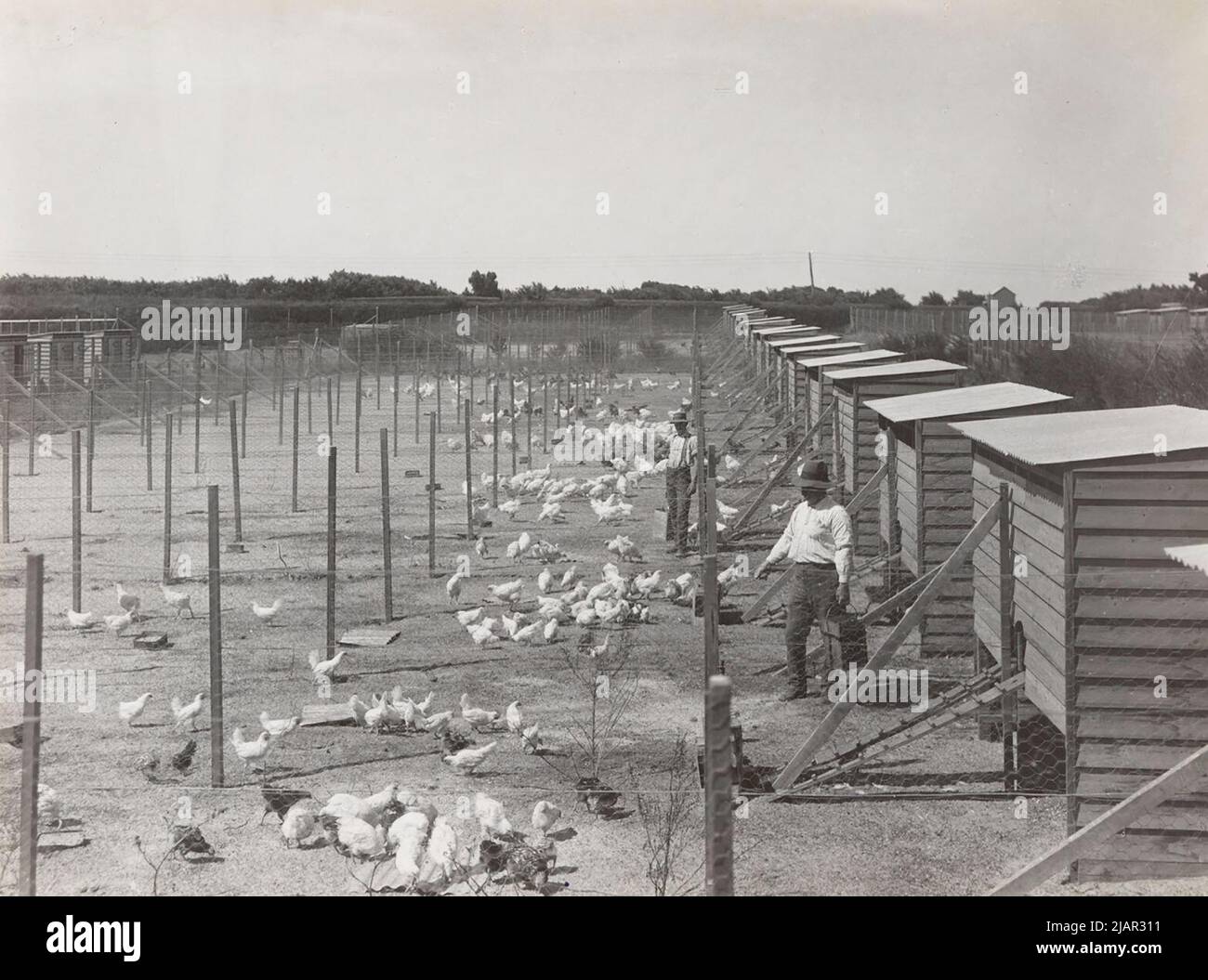 Farmers feeding chickens, 1920s poultry industry (Australia) ca. 1921 ...