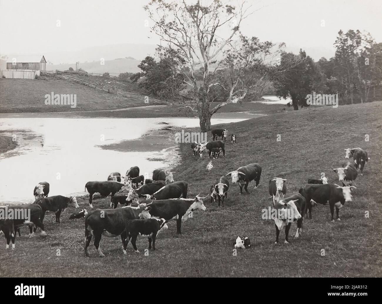 Cattle on a farm in Australia ca. 1921-1924 Stock Photo - Alamy