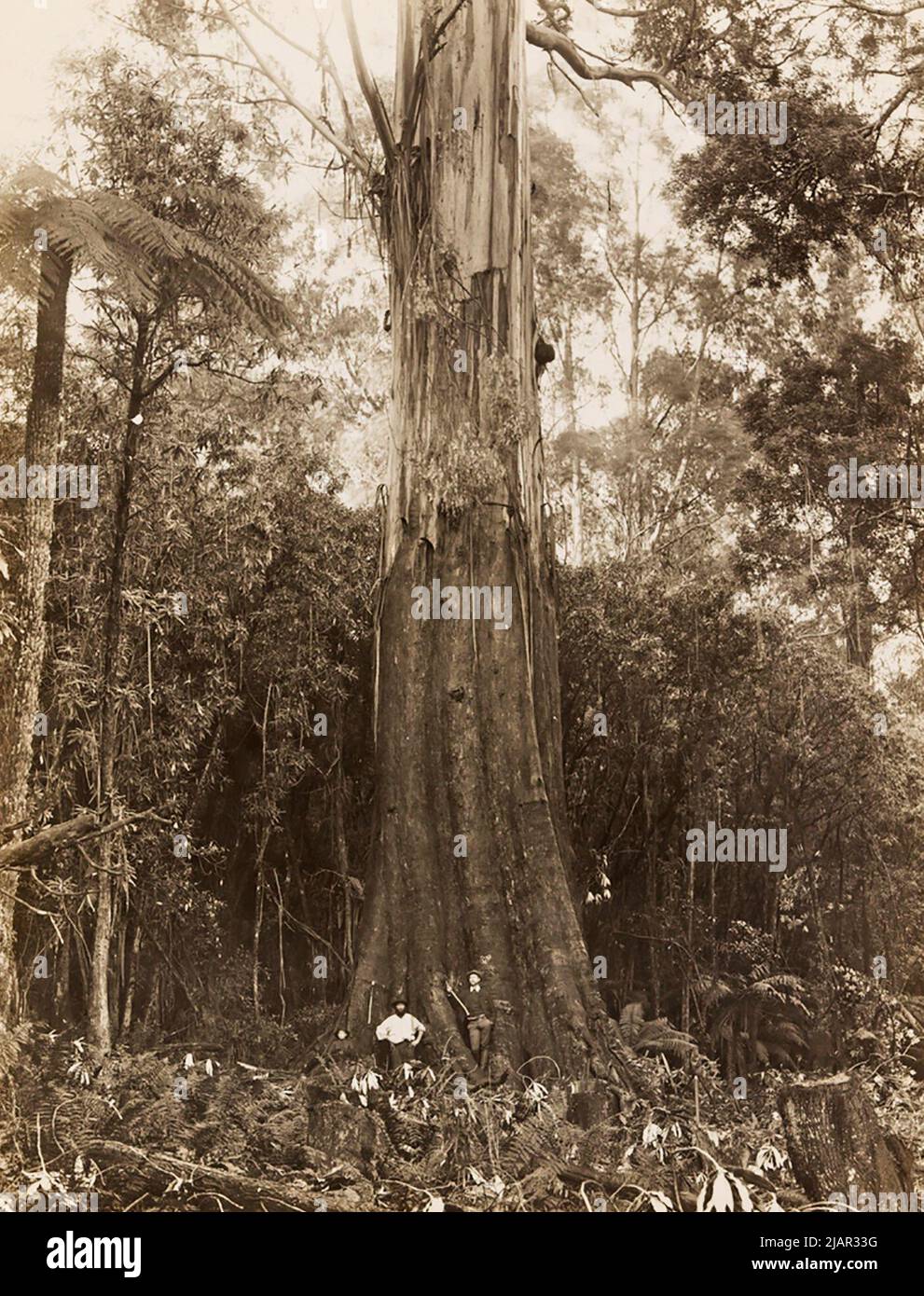 1920s loggers hi-res stock photography and images - Alamy